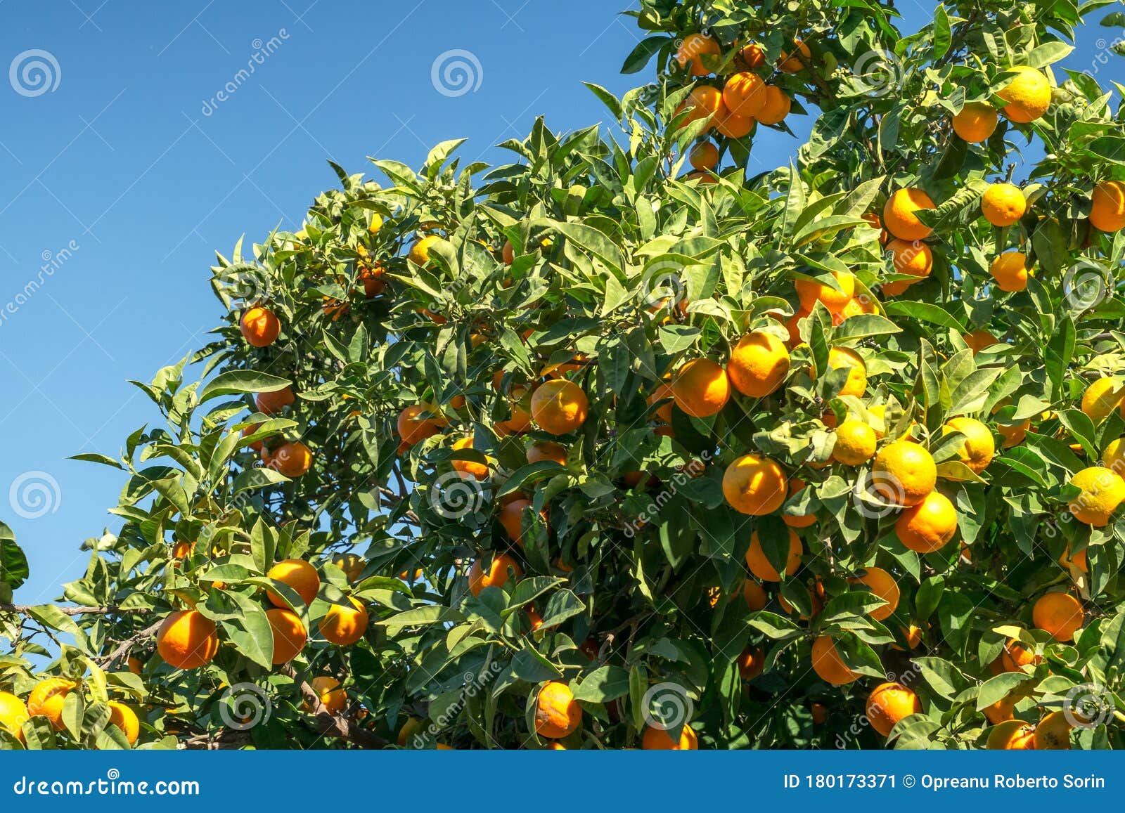 Oranges tree with oranges stock image. Image of fresh - 180173371
