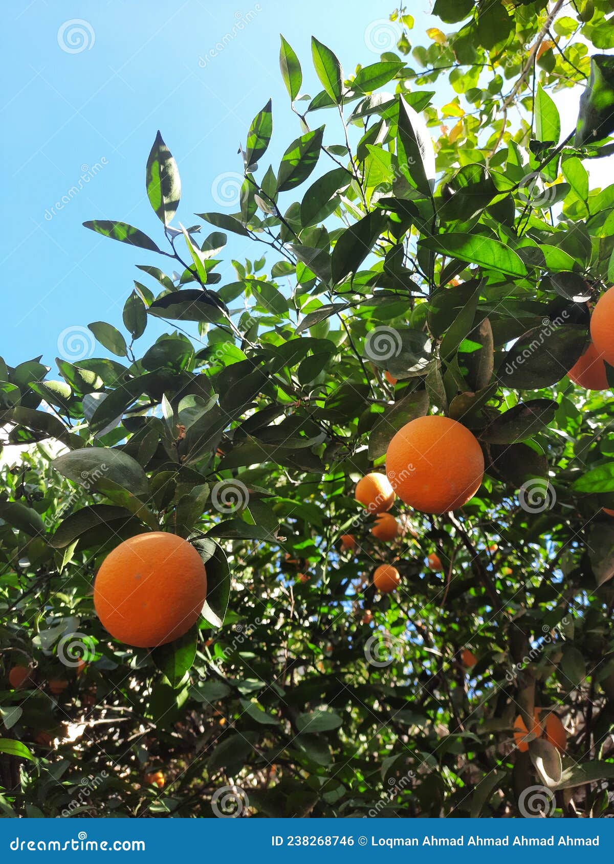 Oranges tree in the garden stock photo. Image of garden - 238268746