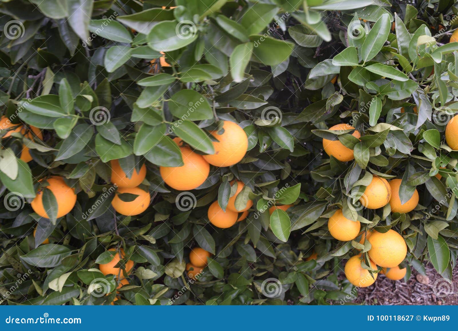 Oranges on a tree. stock image. Image of wachsen, orangen - 100118627