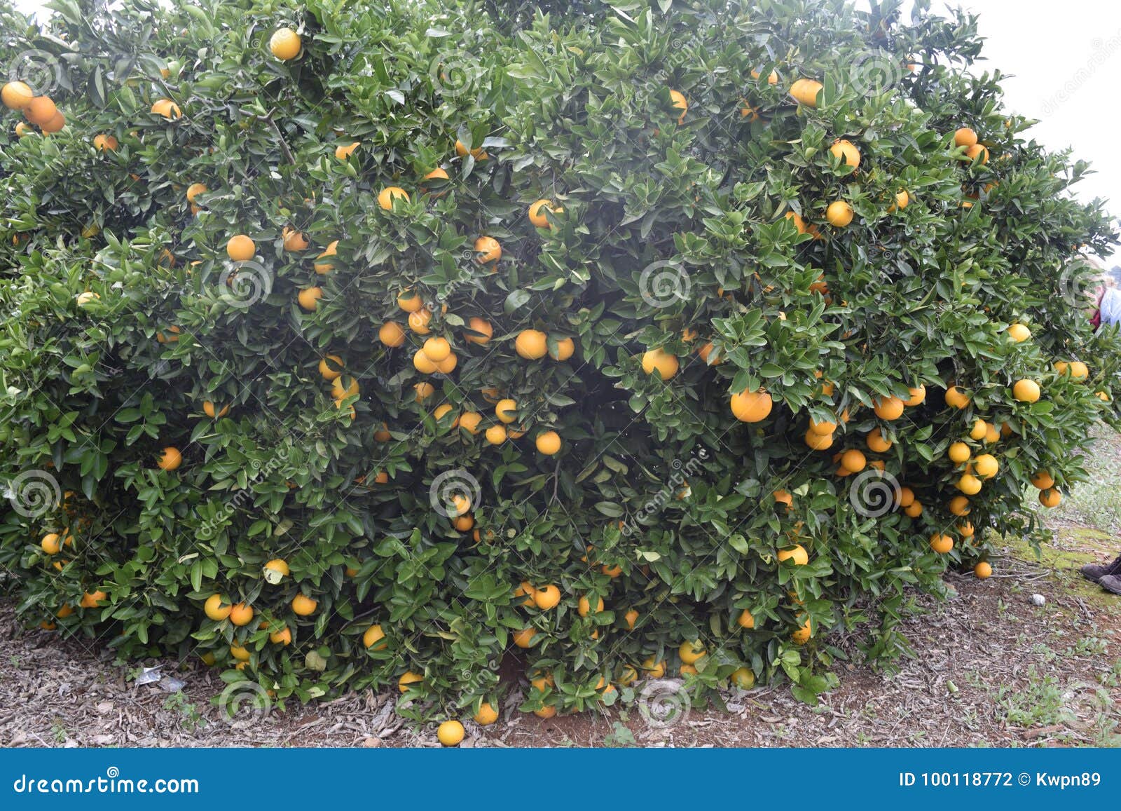 Oranges on a tree. stock photo. Image of tree, citrus - 100118772