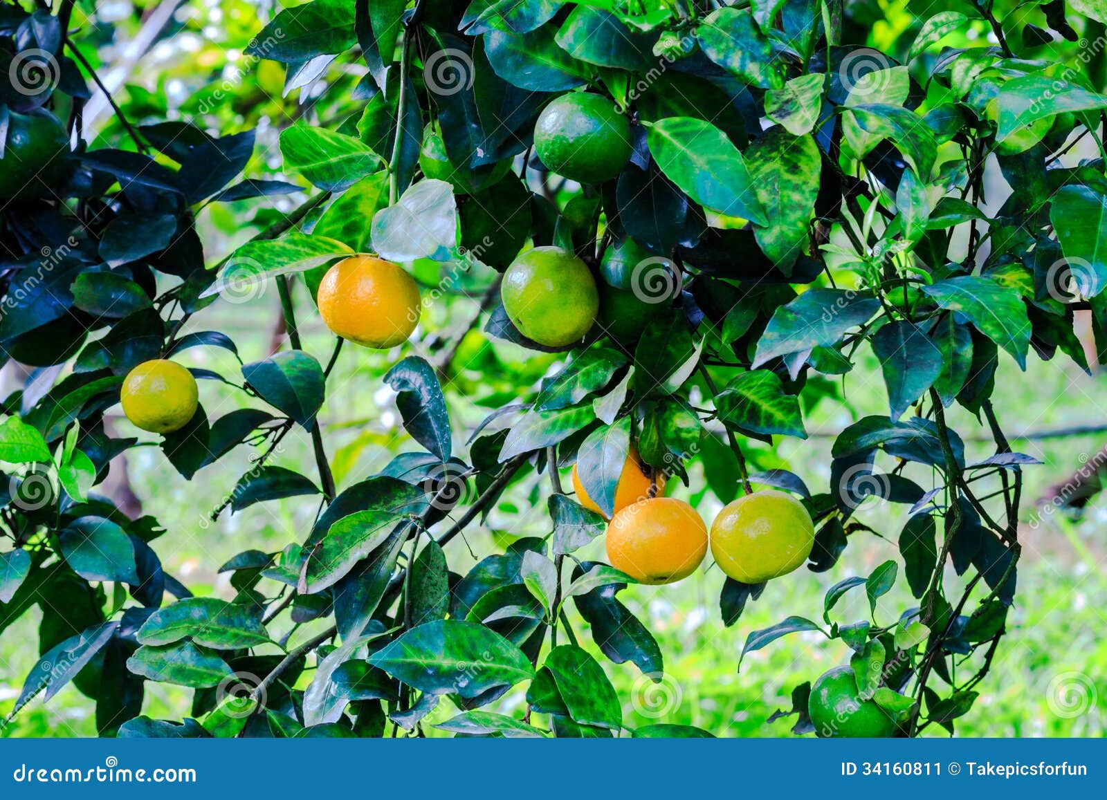 Oranges on tree stock image. Image of oranges, fresh - 34160811