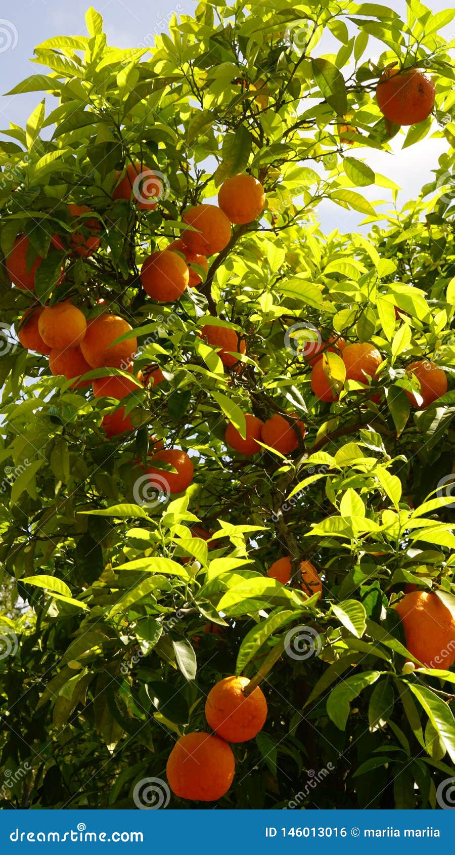 Oranges on a Tree in the Nature of Cyprus Stock Photo - Image of tree ...