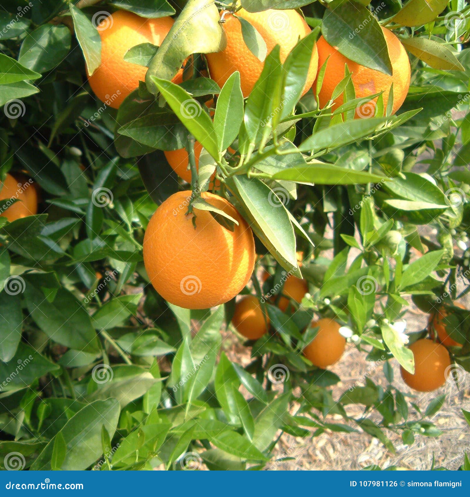 Oranges on a tree stock photo. Image of agriculture - 107981126