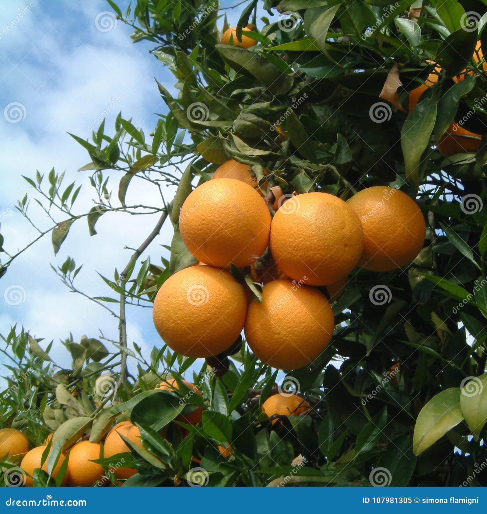 Oranges on a tree stock image. Image of juicy, orange - 107981305