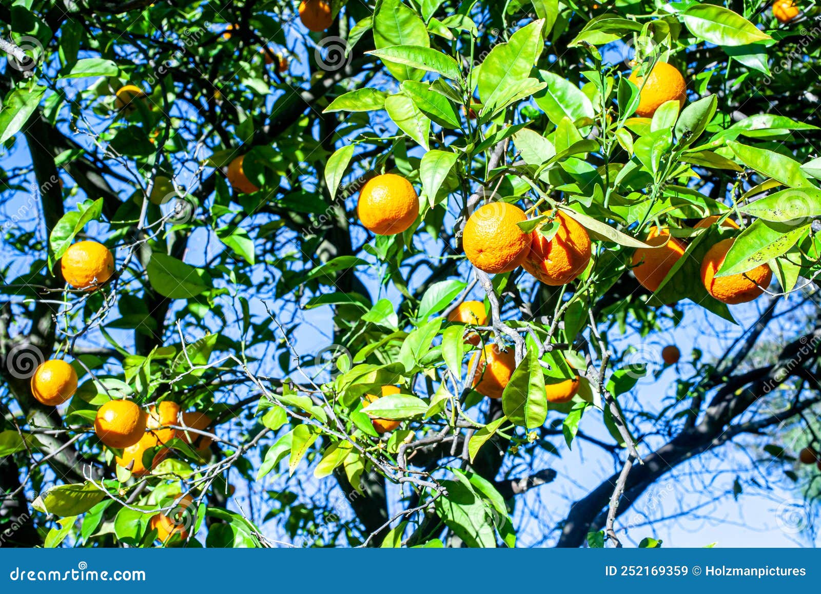 Orange Tree in the Summer Sunlight Stock Image - Image of colors ...