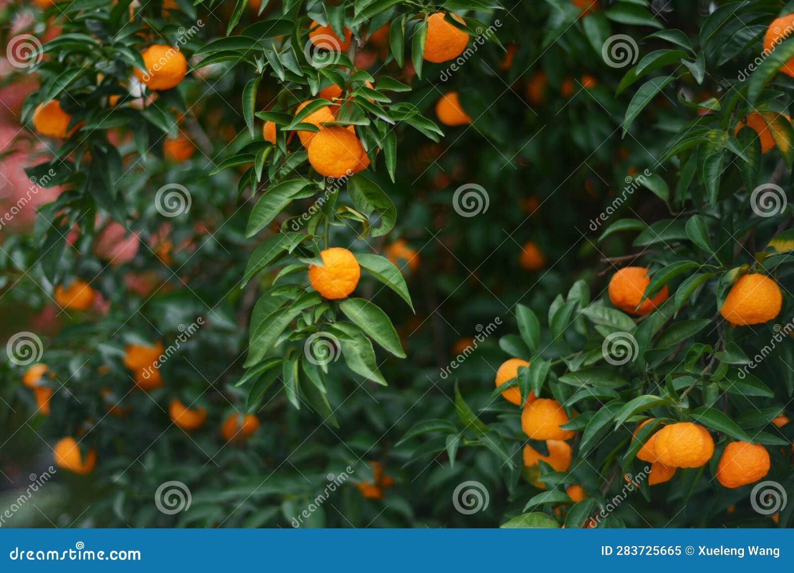 Oranges On Trees Royalty-Free Stock Image | CartoonDealer.com #234266704