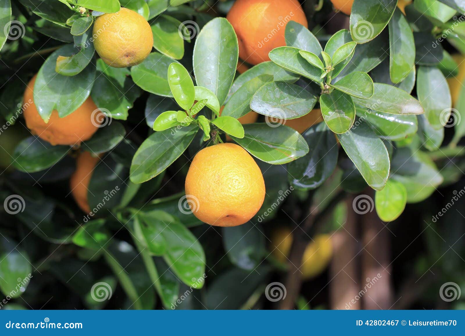 Oranges stock image. Image of vegetable, peel, juicy - 42802467