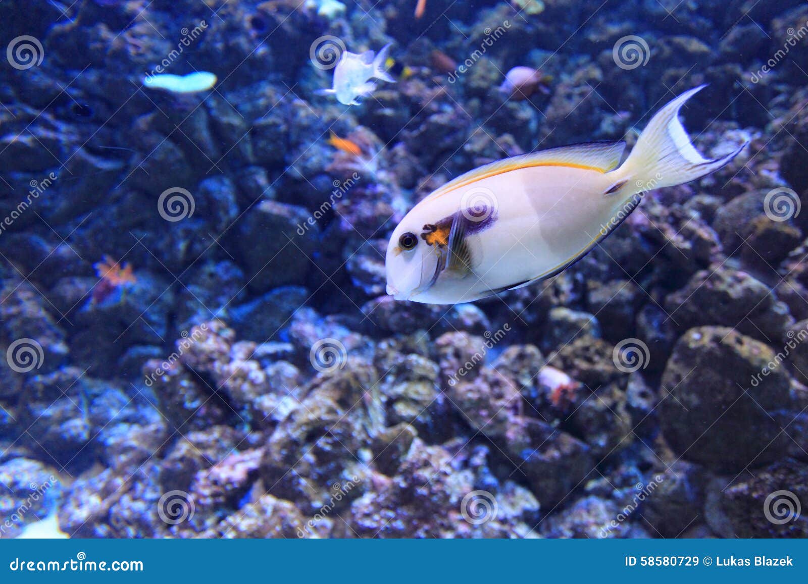 Orangespot surgeonfish stock image. Image of band, orangespot - 58580729