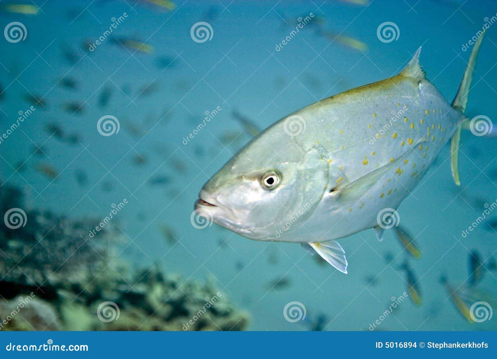 Orangespotted Trevally Fish Carangoides Bajad. Red Sea Stock Image ...