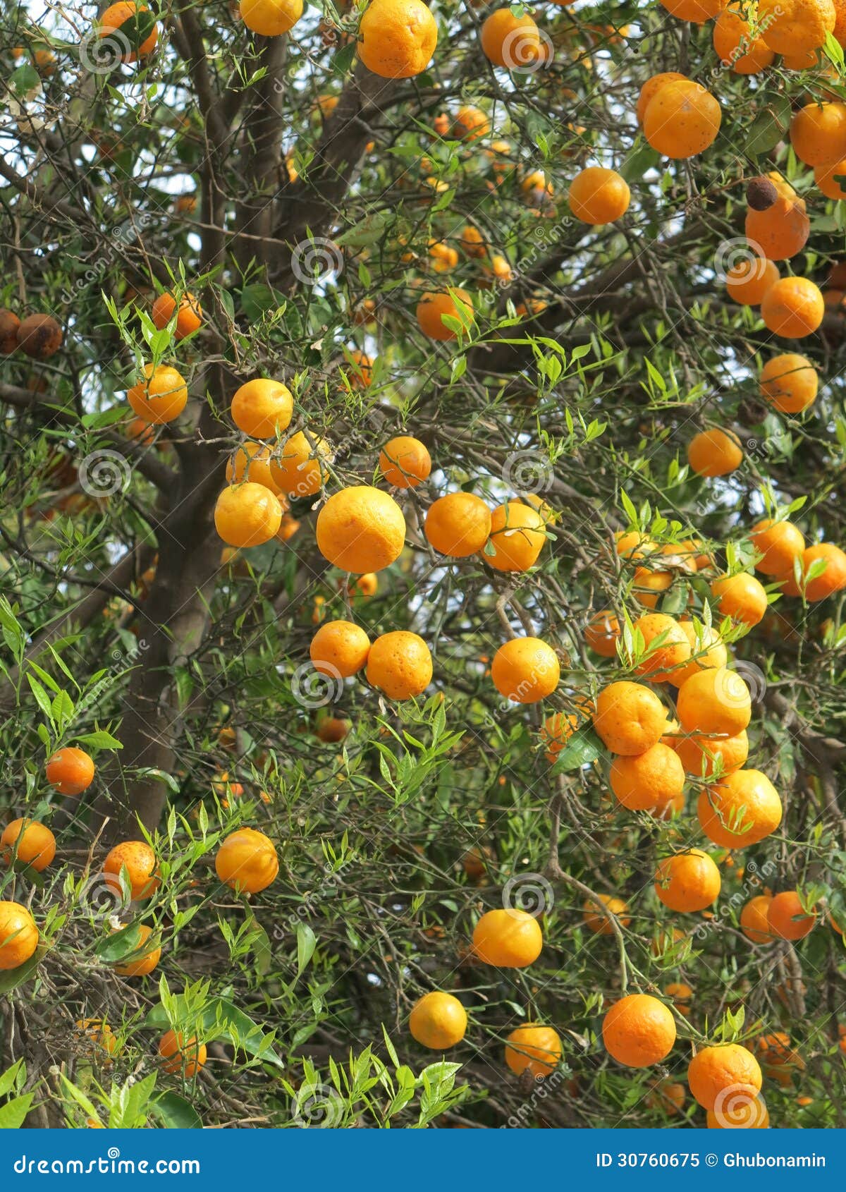 Orangetree stock image. Image of garden, grow, bright - 30760675