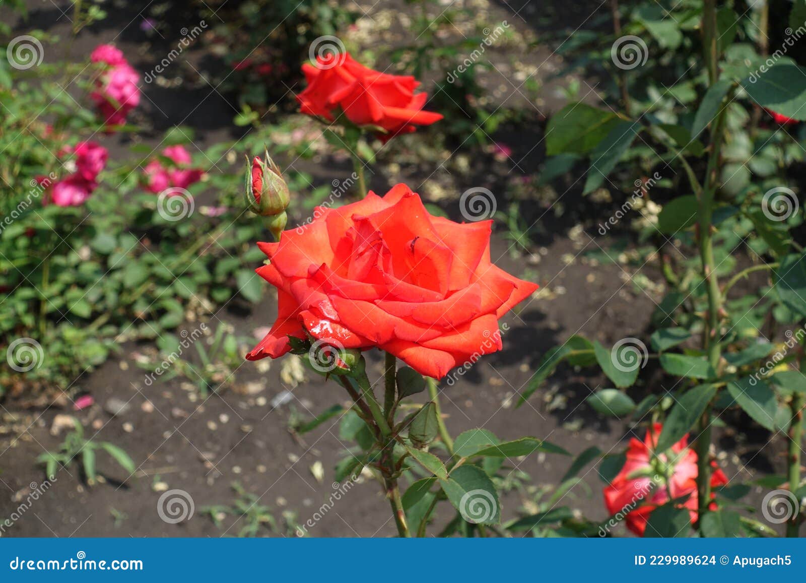 Orangey Red Flowers of Rose Stock Photo - Image of park, june: 229989624