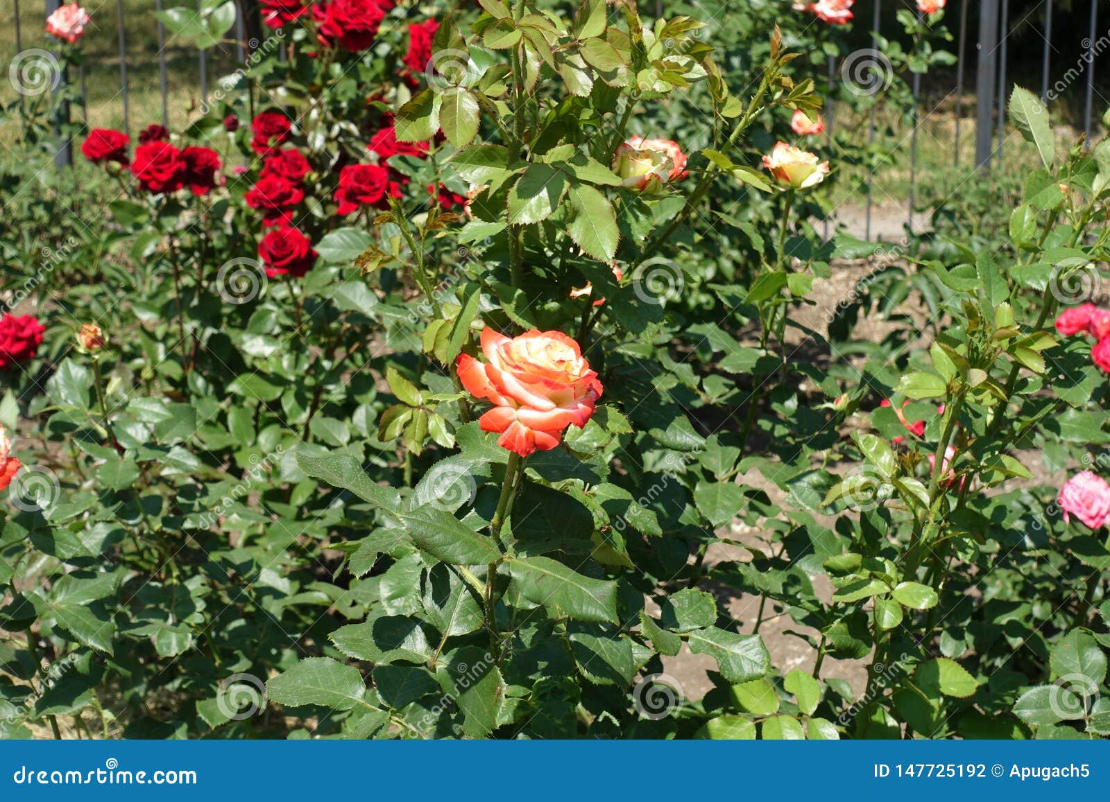 Orangey Red and White Flower of Rose Stock Photo - Image of bush ...