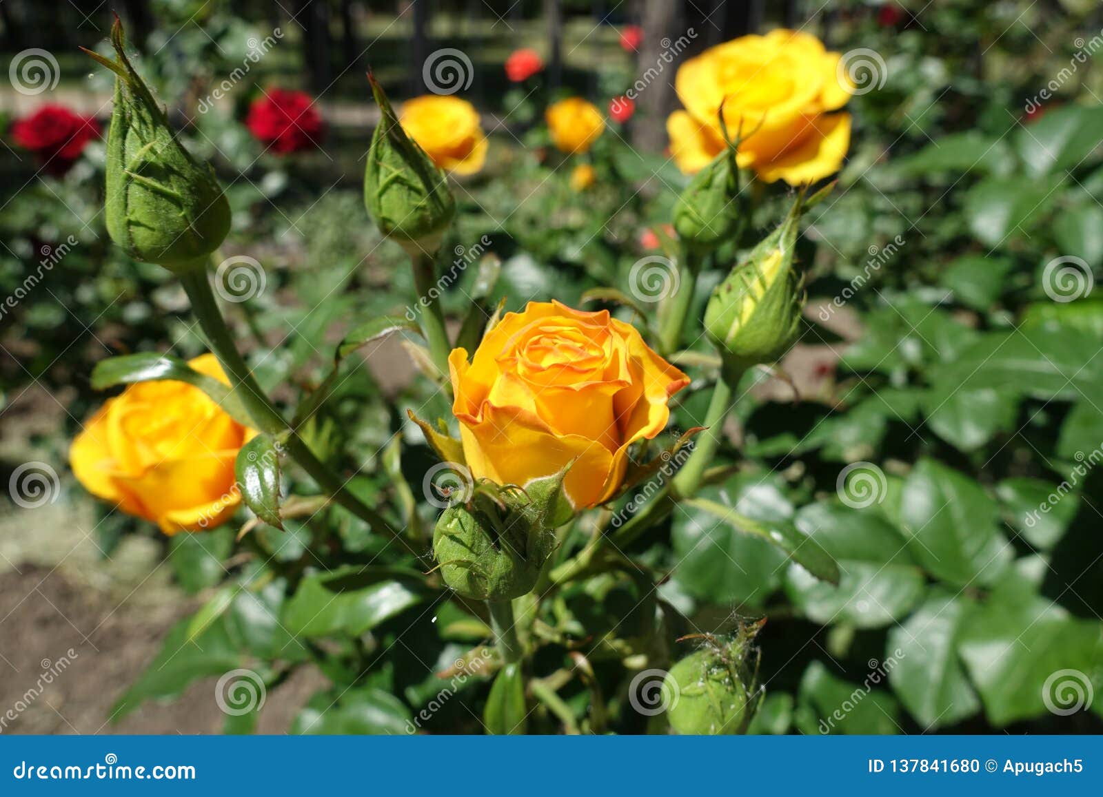 Orangey Yellow Flower of Rose Stock Photo - Image of bush, branch ...