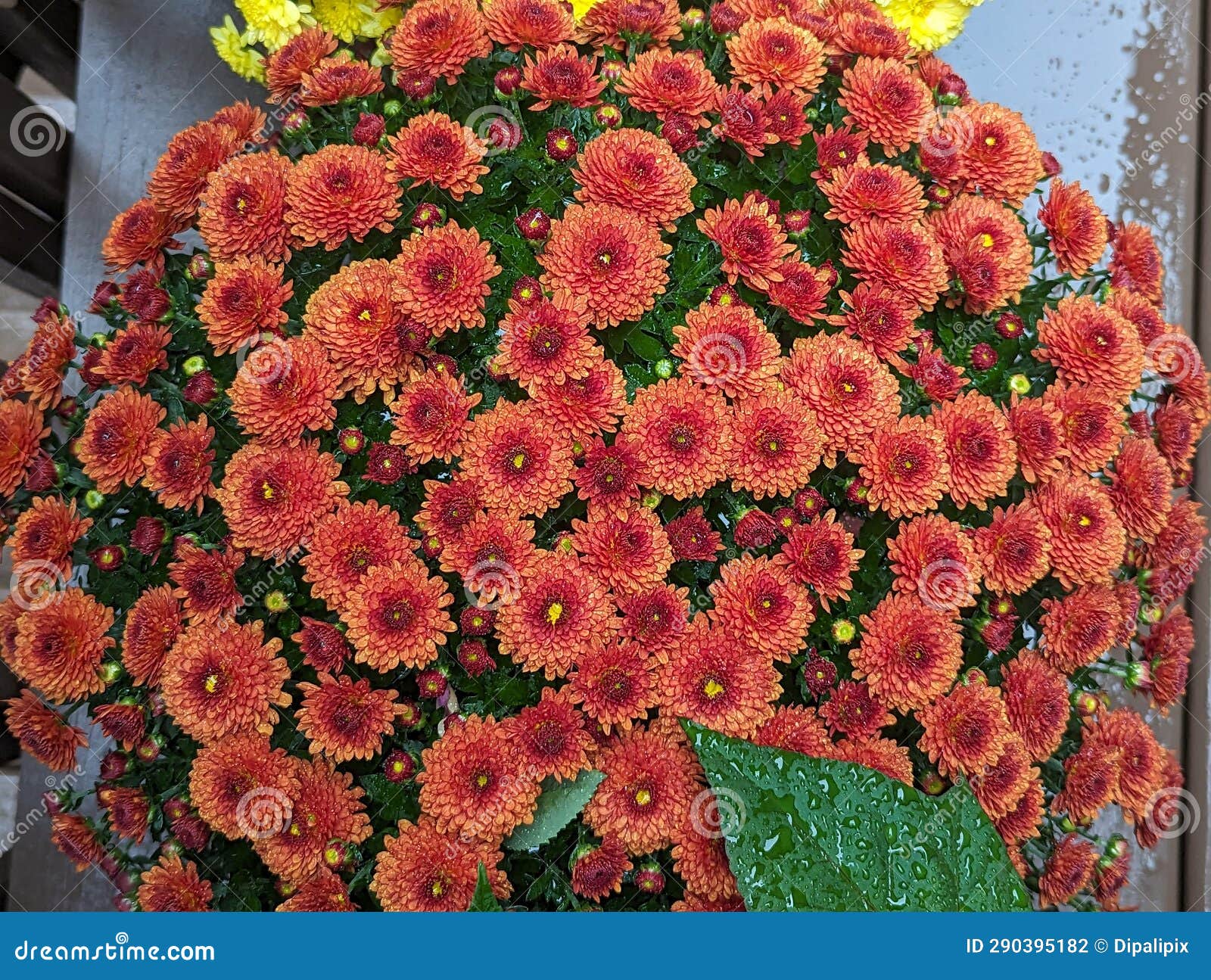 Orangish Brown Hardy Chrysanthemum Stock Photo - Image of orangish ...