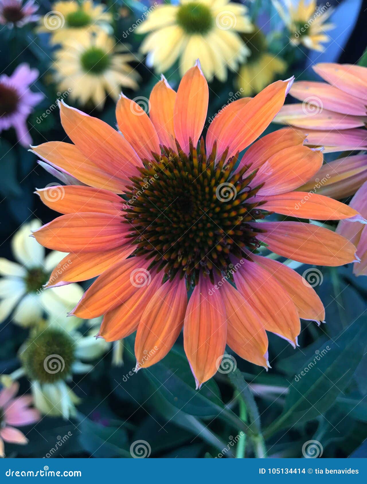 Orangish pink stock photo. Image of orange, flower, pink - 105134414