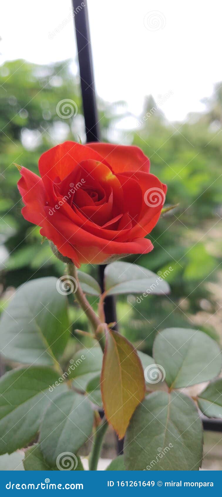 Orangish red rose stock image. Image of spot, leaf, orangish - 161261649