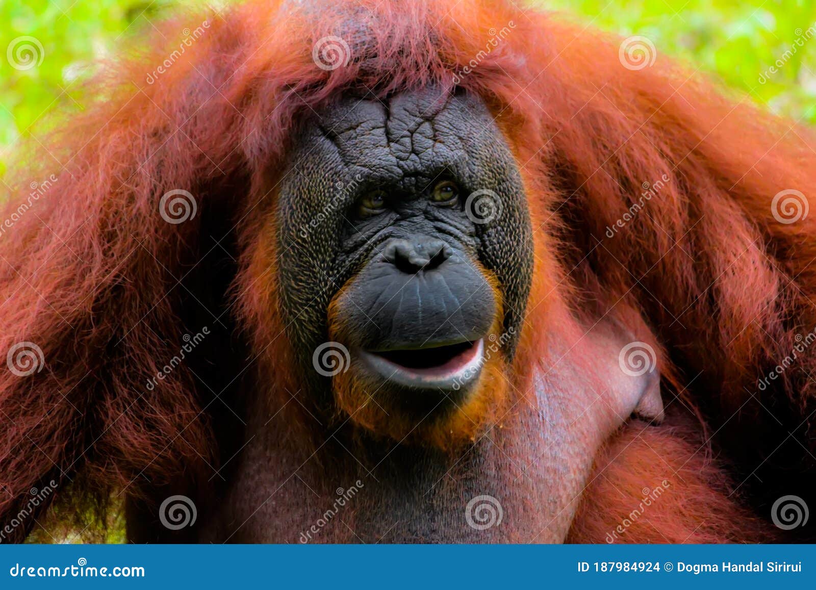 Orango Nella Foresta Di Borneo Fotografia Stock - Immagine di foresta ...