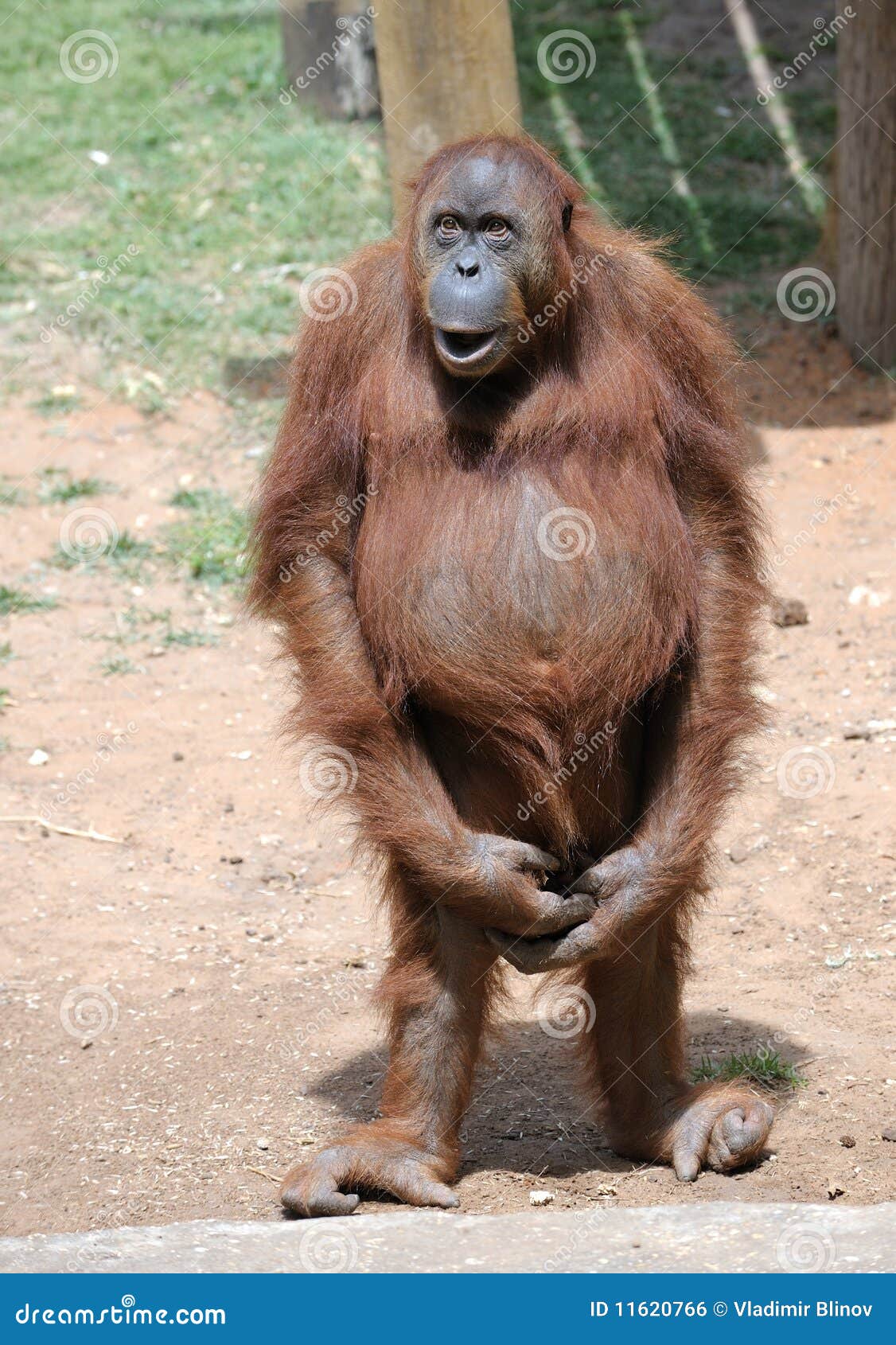 Orangotango foto de stock. Imagem de doces, vertebrado - 11620766
