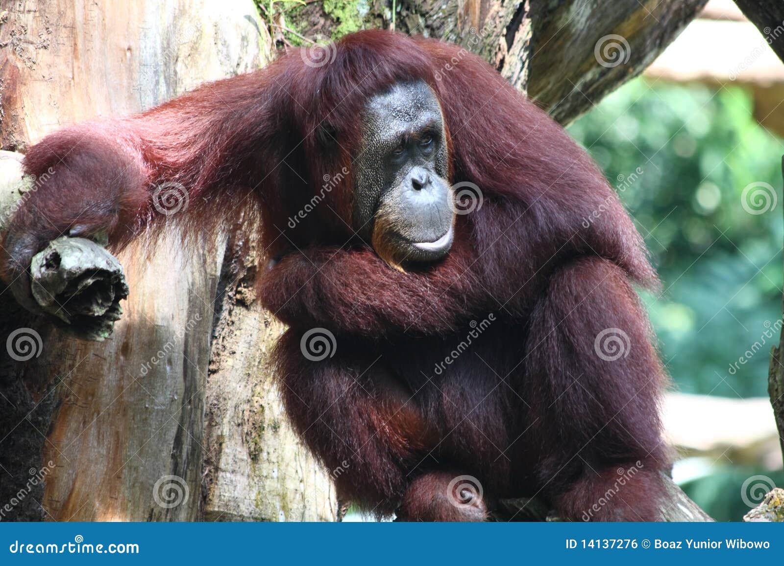 Orangotango foto de stock. Imagem de primata, marrom - 14137276