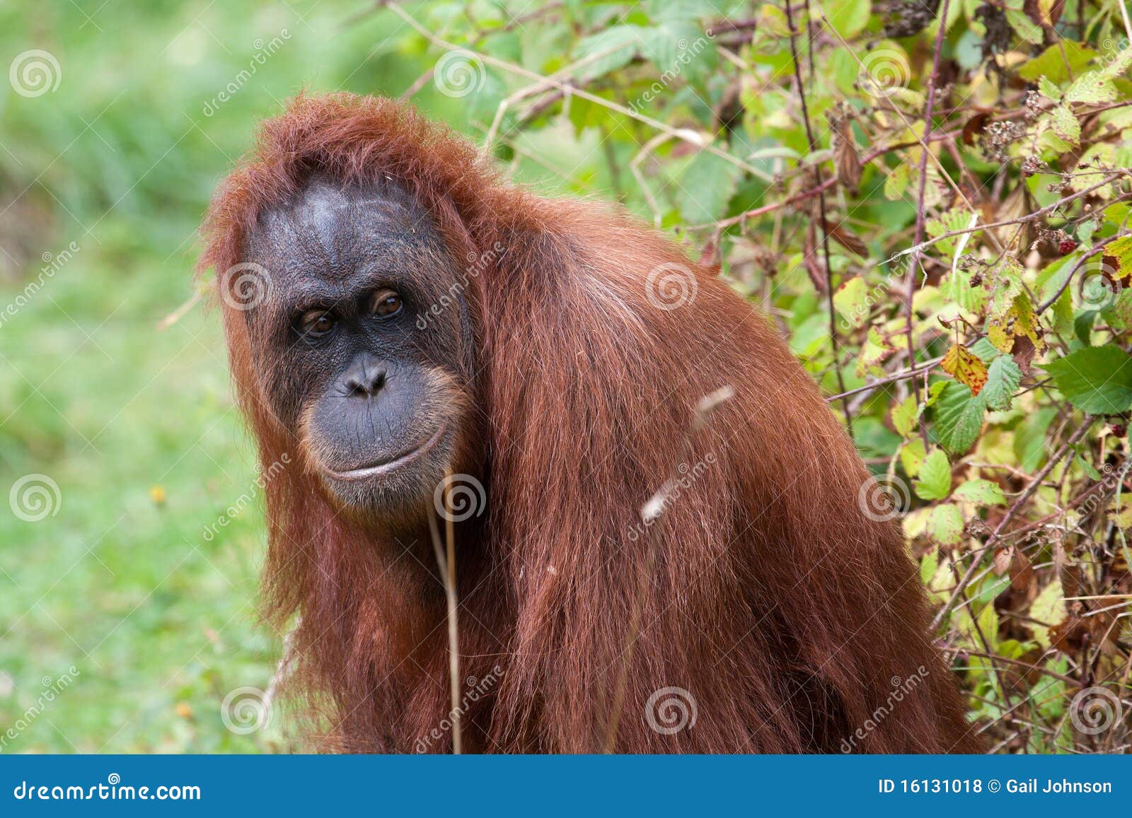 Orangotango foto de stock. Imagem de wildlife, cativo - 16131018