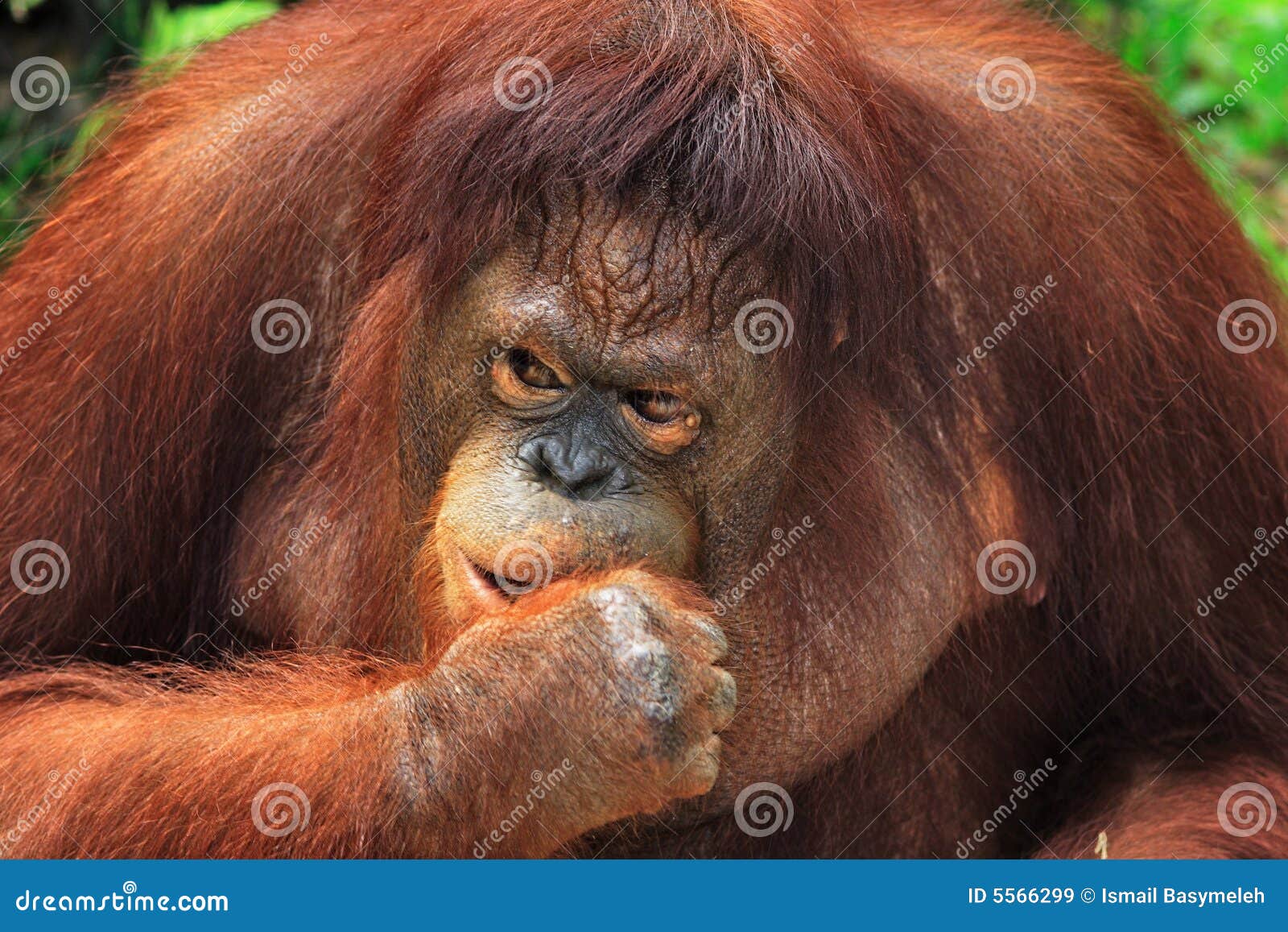 Orangotango imagem de stock. Imagem de olhar, wildlife - 5566299