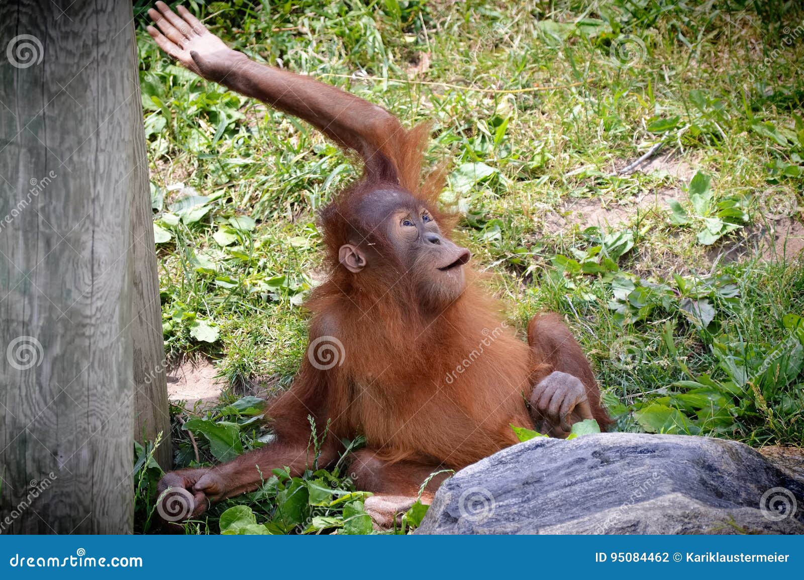 Orangotango foto de stock. Imagem de detalhe, aventura - 95084462