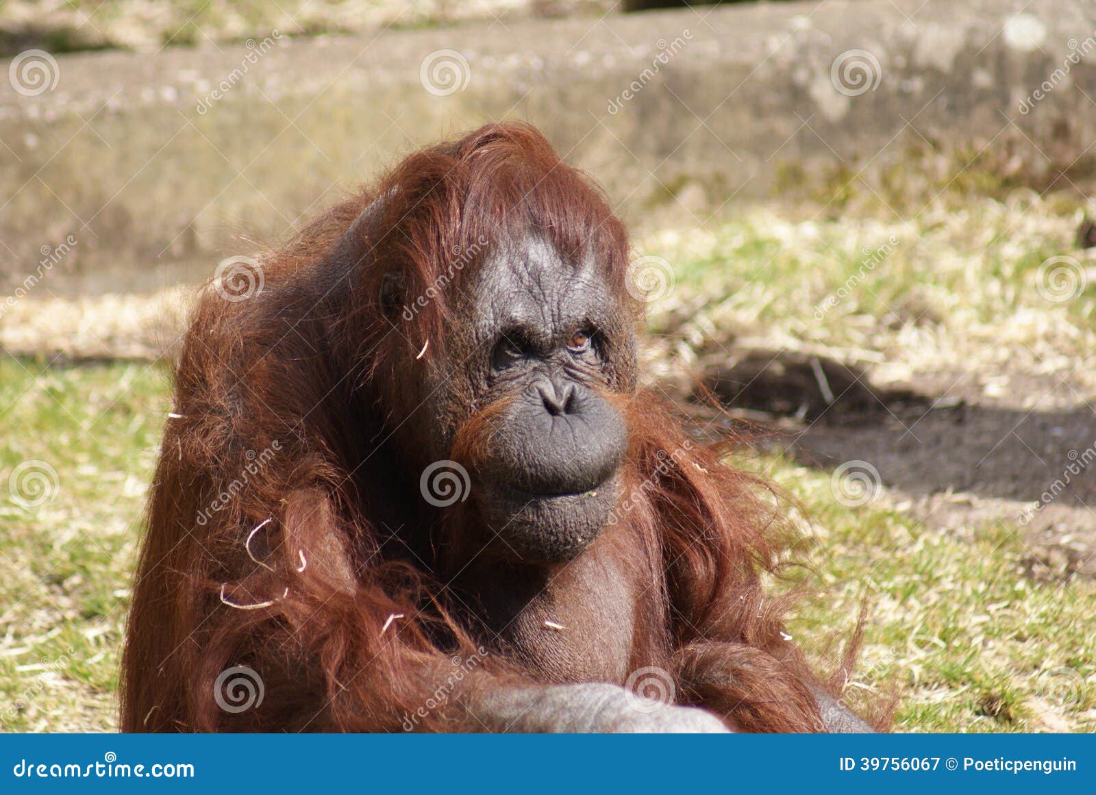 Orangotango De Bornean - Pygmaeus Do Pongo Imagem de Stock - Imagem de ...