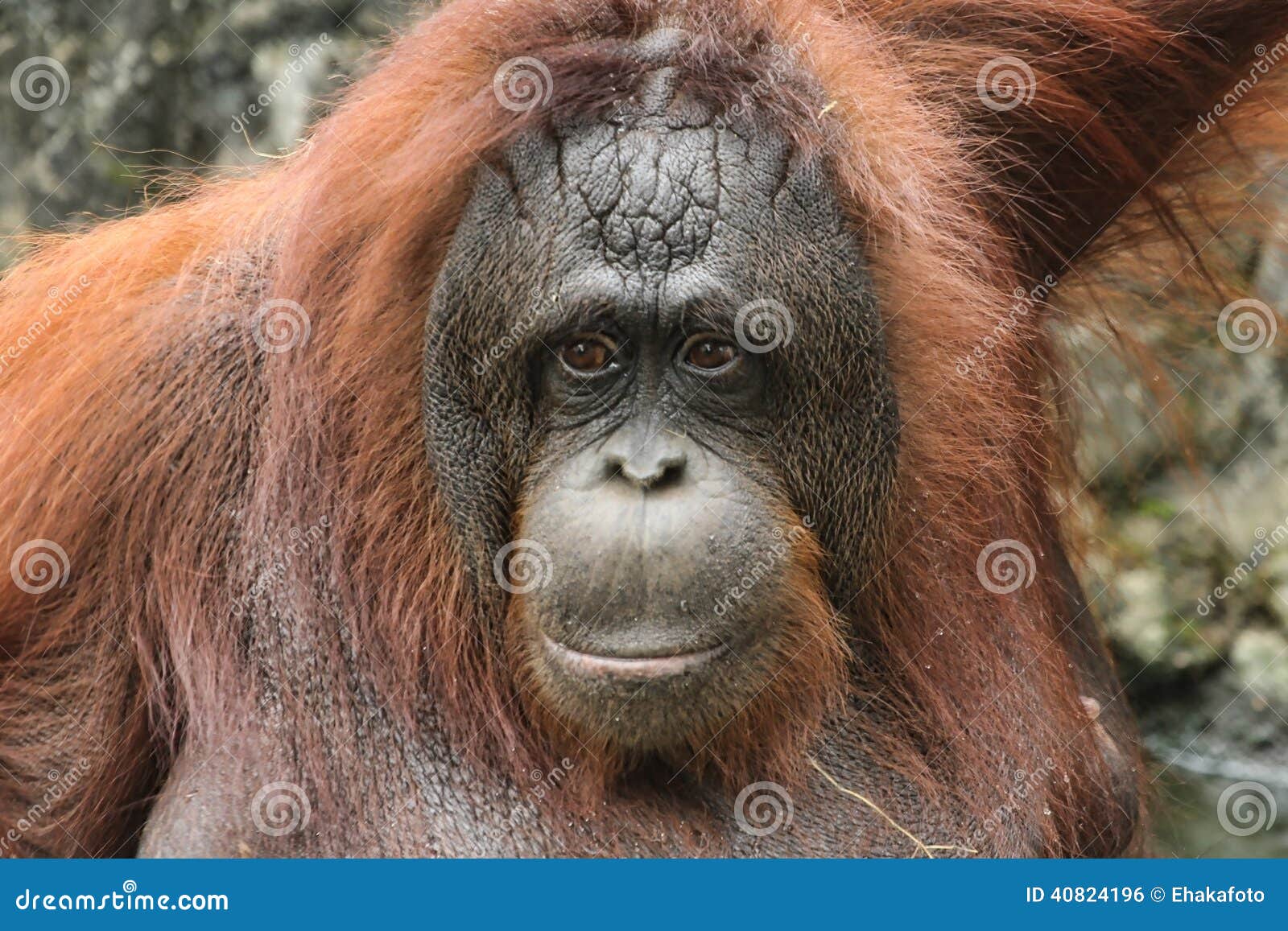 Orangotango De Bornean (pygmaeus Do Pongo) Foto de Stock - Imagem de ...