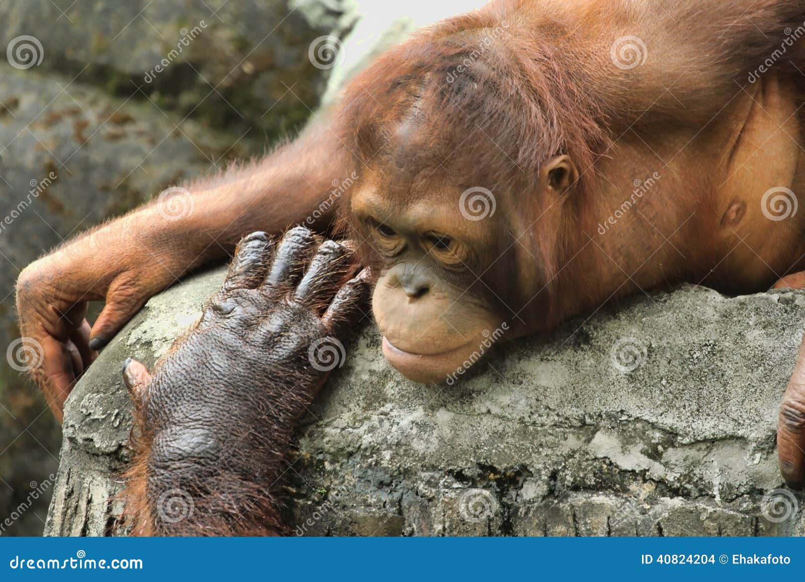 Orangotango De Bornean (pygmaeus Do Pongo) Foto de Stock - Imagem de ...