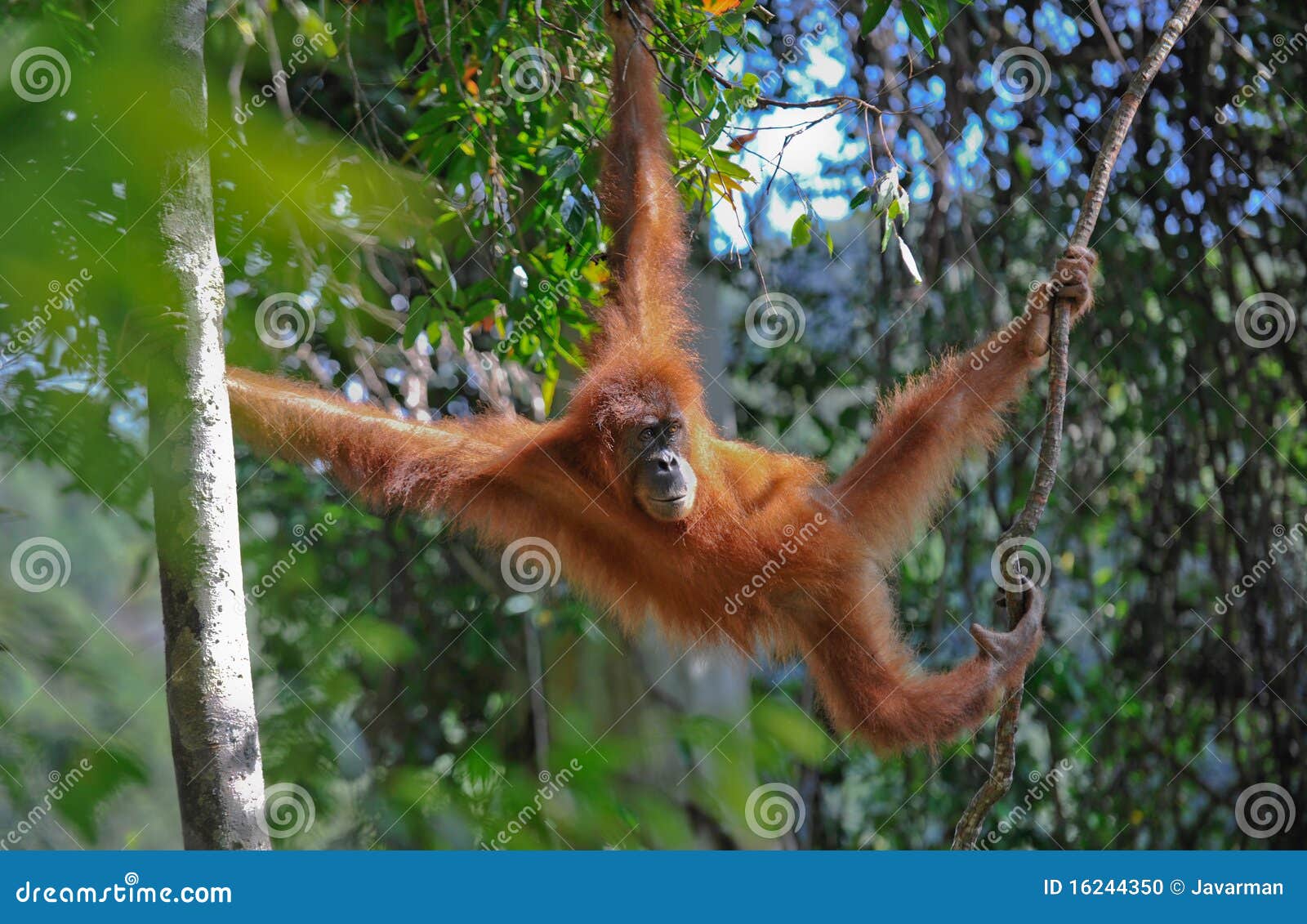 Orangotango de Sumatran foto de stock. Imagem de marrom - 16244350