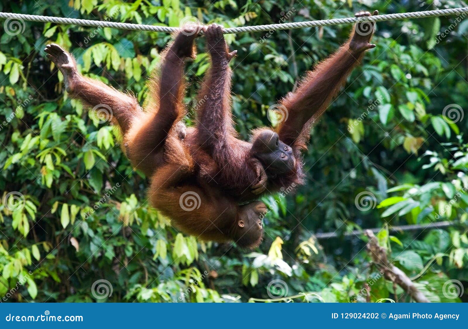 Orangotango-oetan De Borneose, Orangotango De Bornean, Pygmaeus Do ...