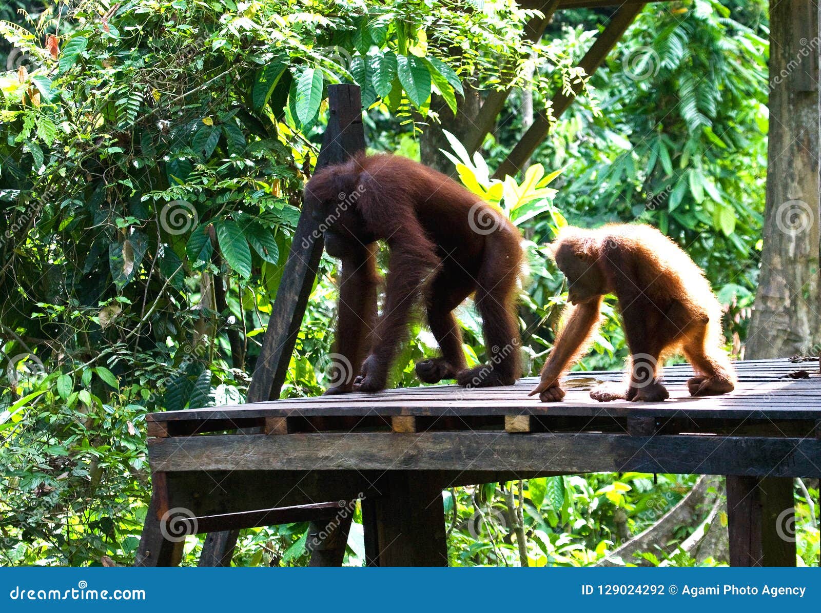Orangotango-oetan De Borneose, Orangotango De Bornean, Pygmaeus Do ...