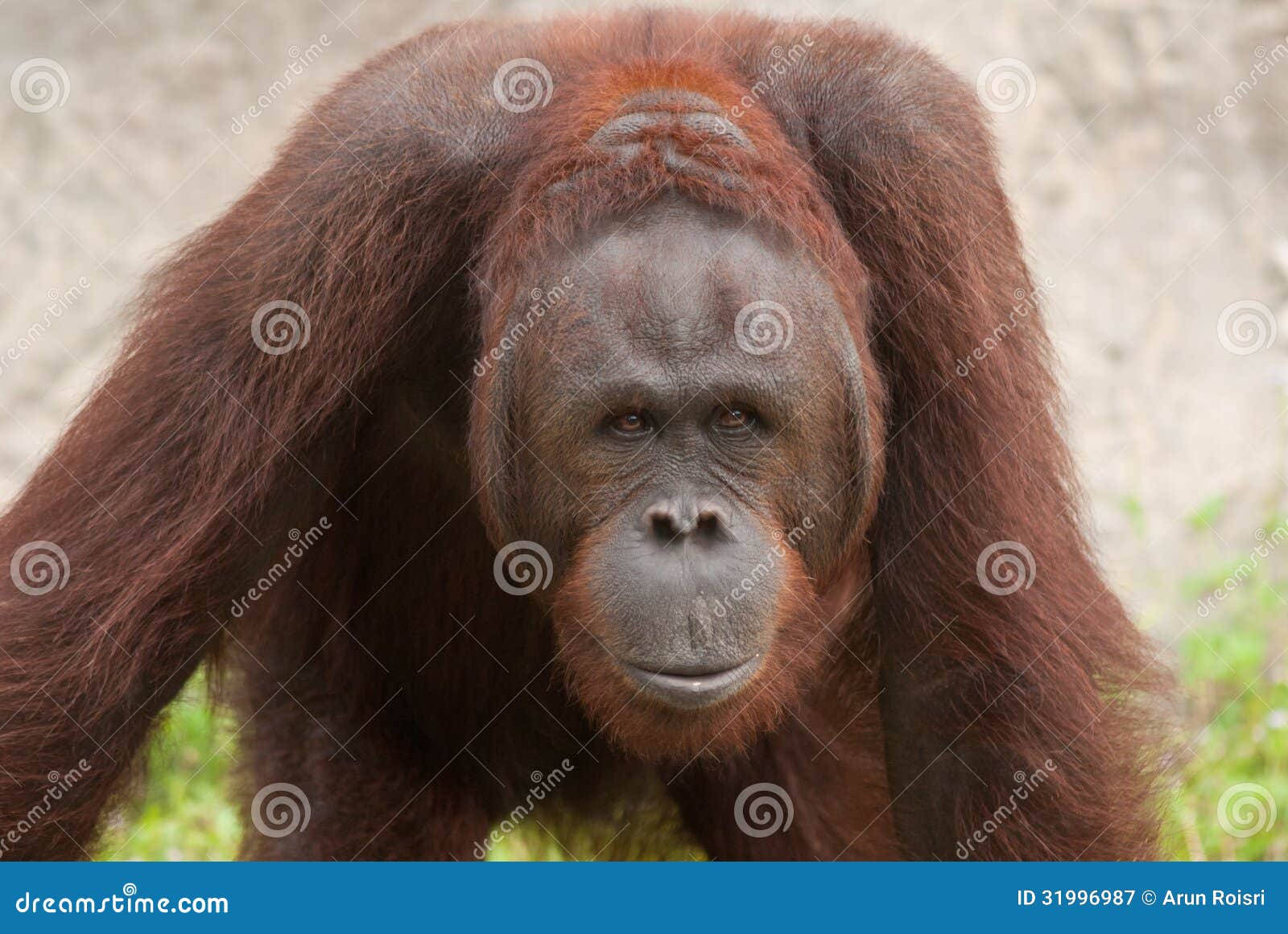 Orangotango (pygmaeus Do Pongo) Imagem de Stock - Imagem de macaco ...