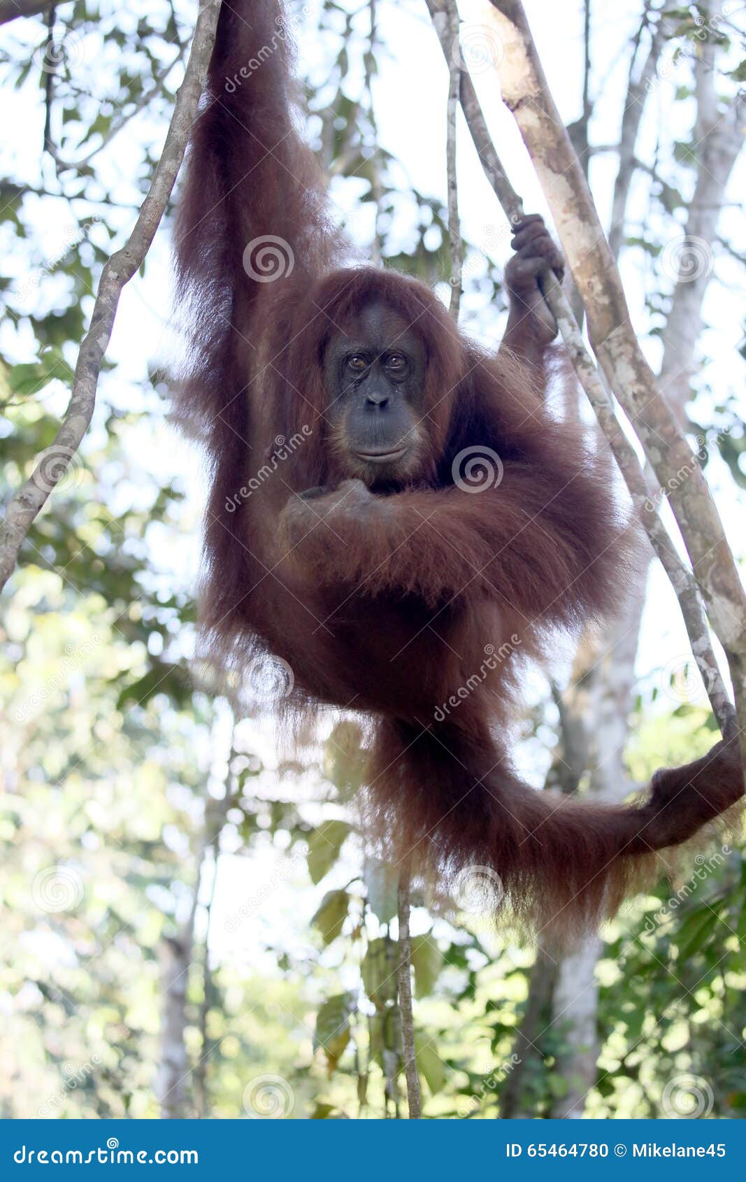 Orangotango Utan, Abelii Do Pongo Foto de Stock - Imagem de macaco ...