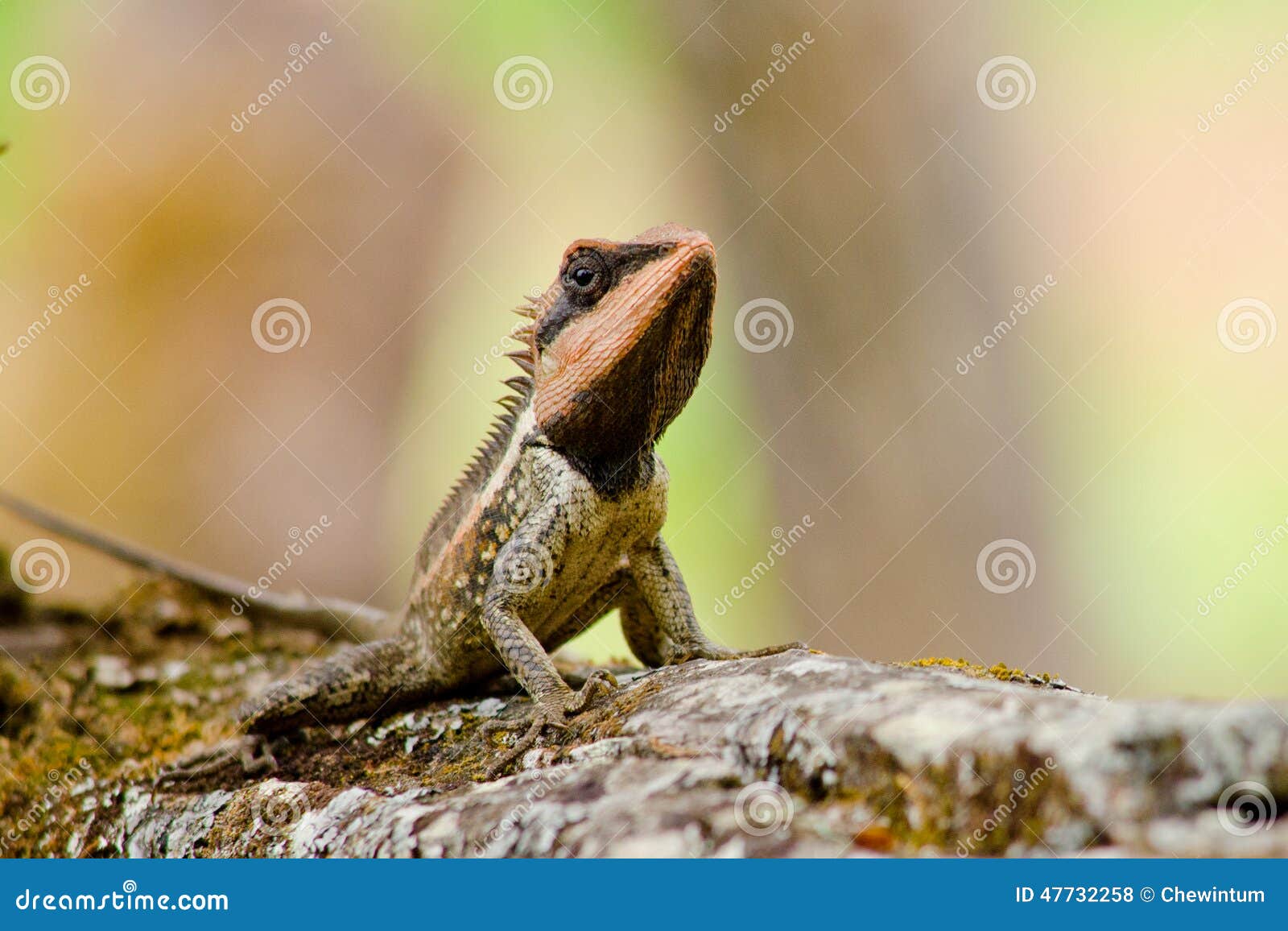 Orangr spiny lizard stock photo. Image of environment - 47732258