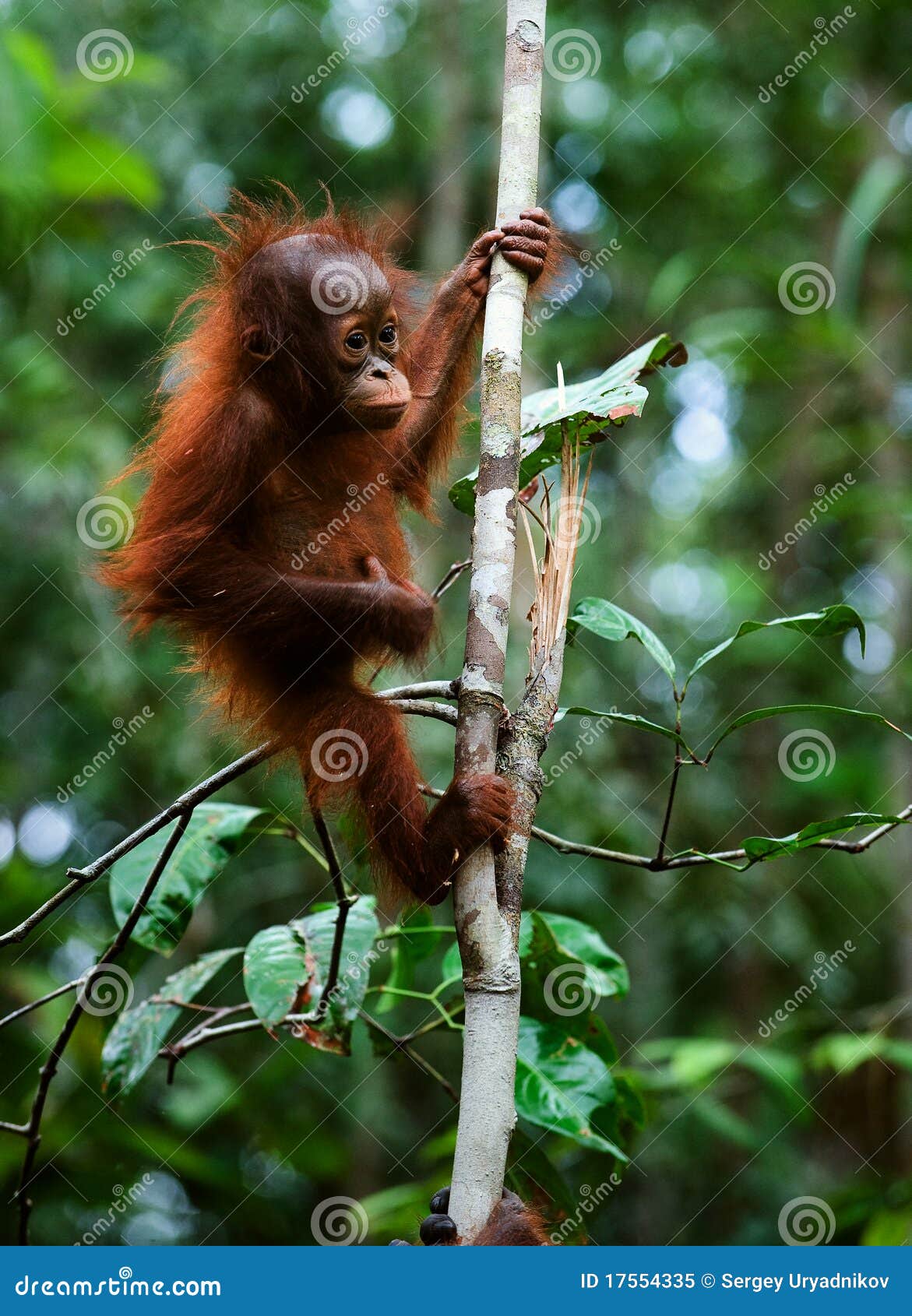 Orangut?n Del Beb? (pygmaeus Del Pongo). Imagen de archivo - Imagen de ...
