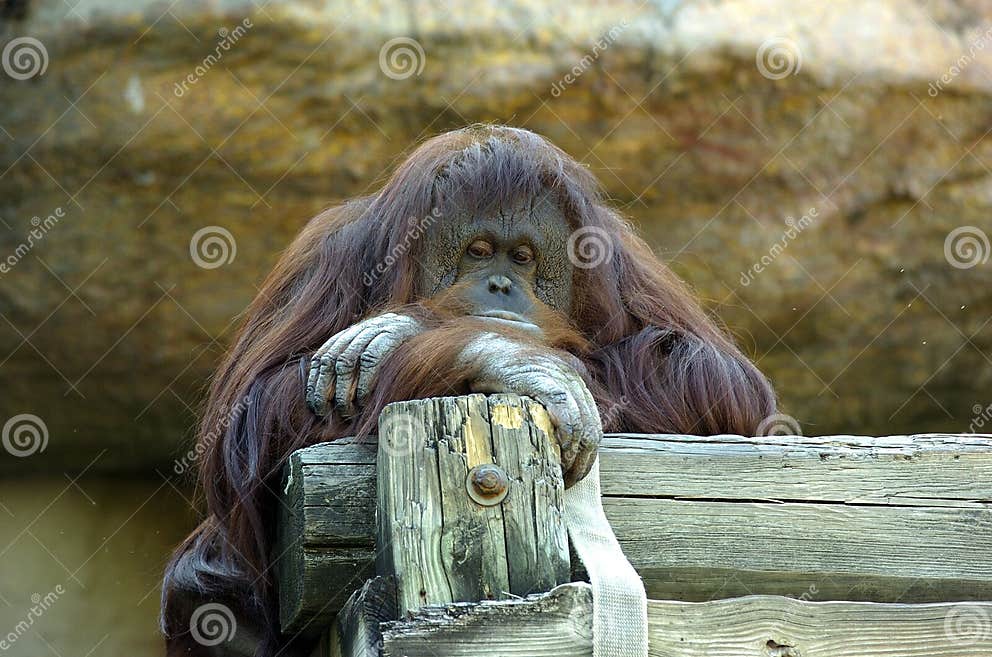 Orangutan stock photo. Image of stare, monkey, species - 1487988