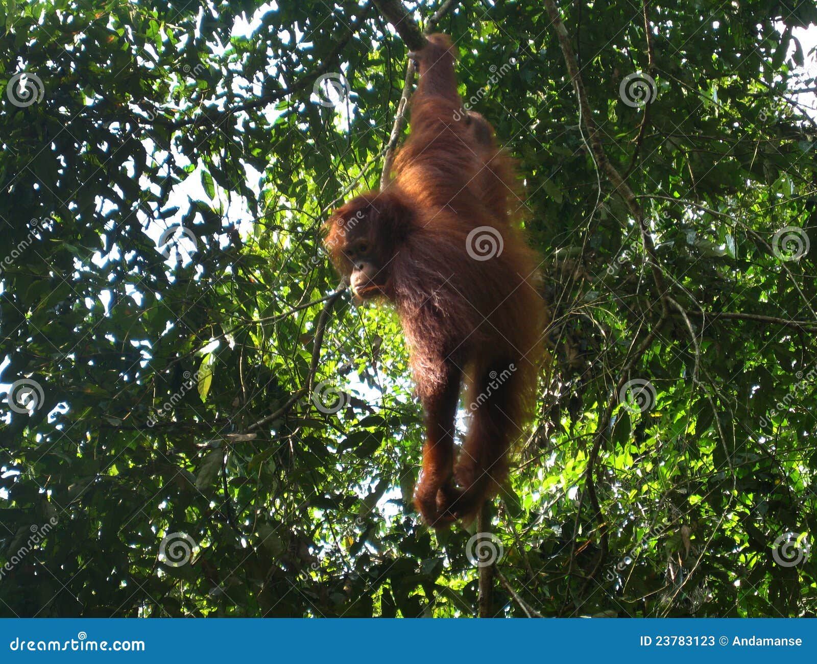 2,739 Monkey Hanging Tree Photos - Free & Royalty-Free Stock Photos ...