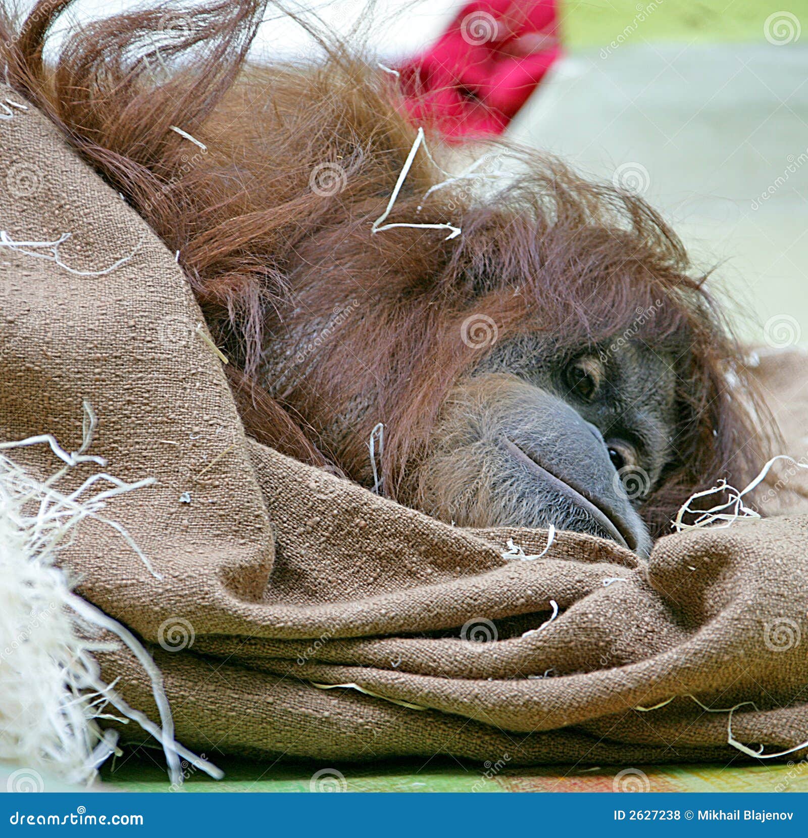 Orangutan 3 stock photo. Image of anthropoid, nice, creature - 2627238