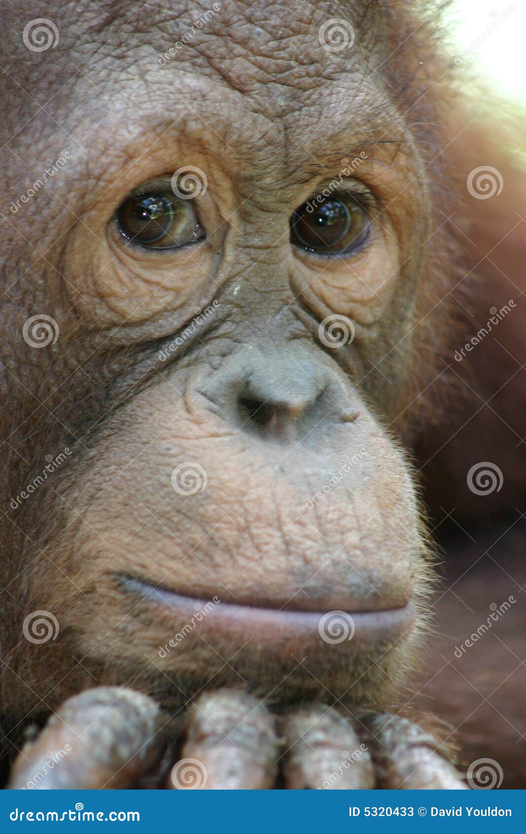Orangutan stock image. Image of borneo, face, animal, mammal - 5320433