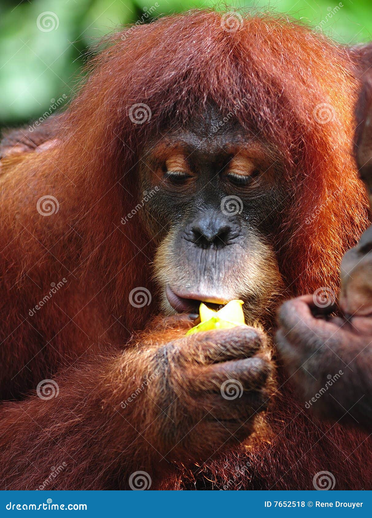 Orangutan stock photo. Image of primates, malay, hominidae - 7652518