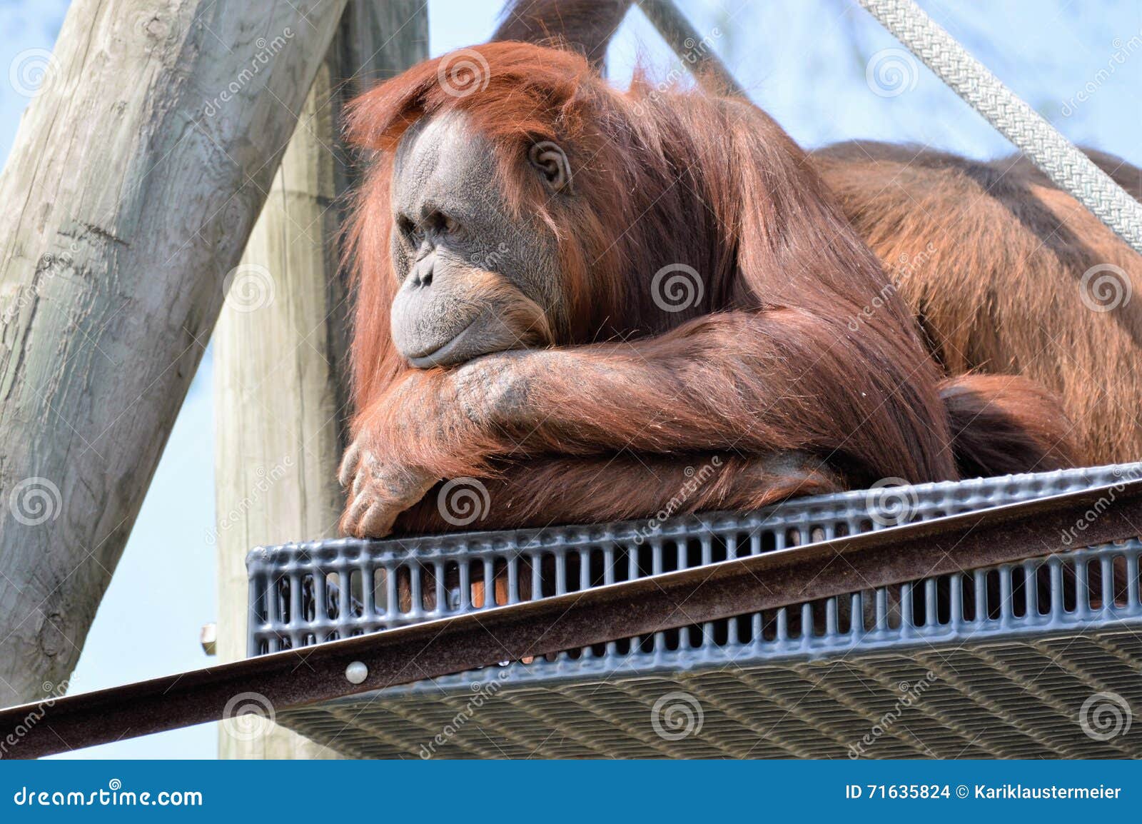 Orangutan stock photo. Image of fresh, life, center, outside - 71635824