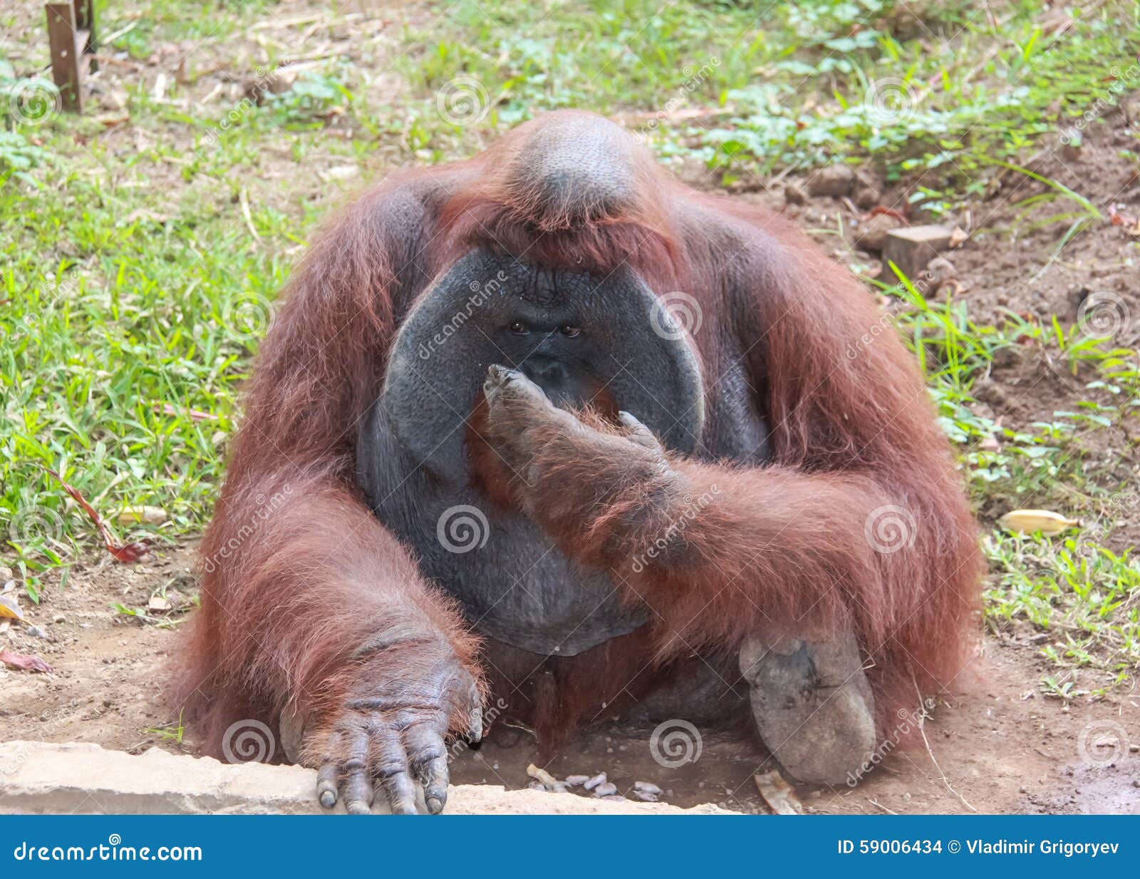 Orangutan stock photo. Image of hair, primate, orangutan - 59006434