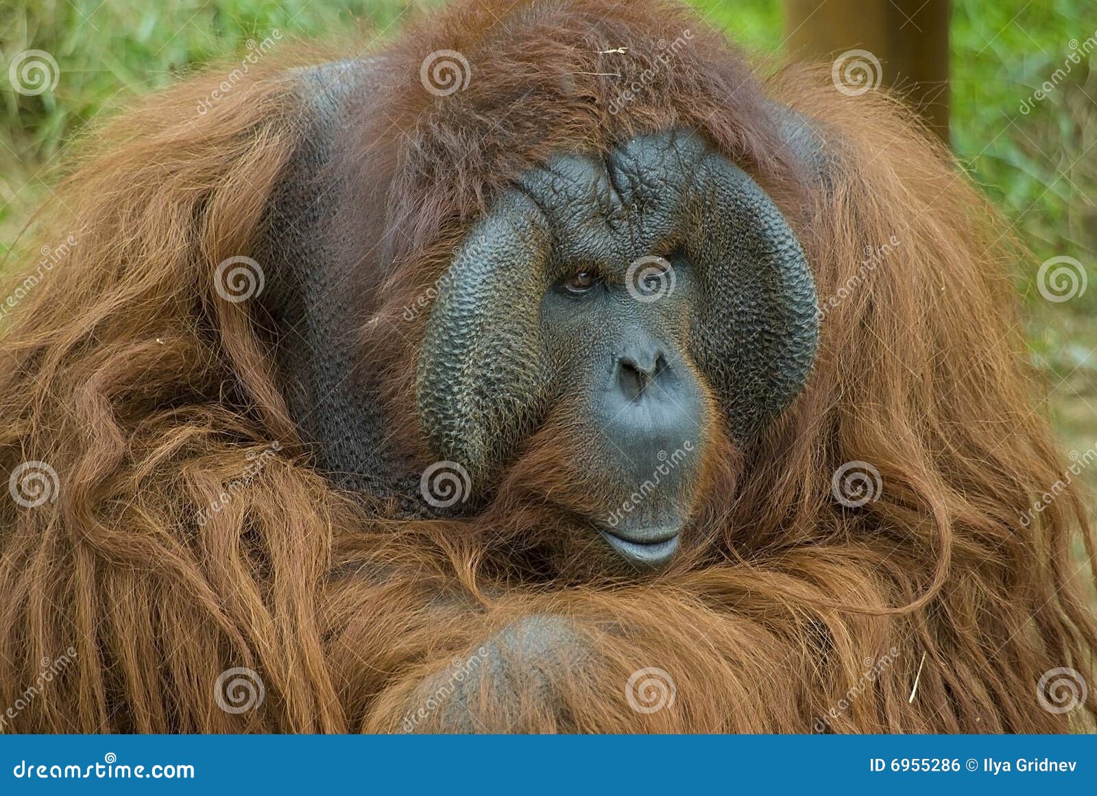 Orangutan ape stock photo. Image of face, stare, spirit - 6955286