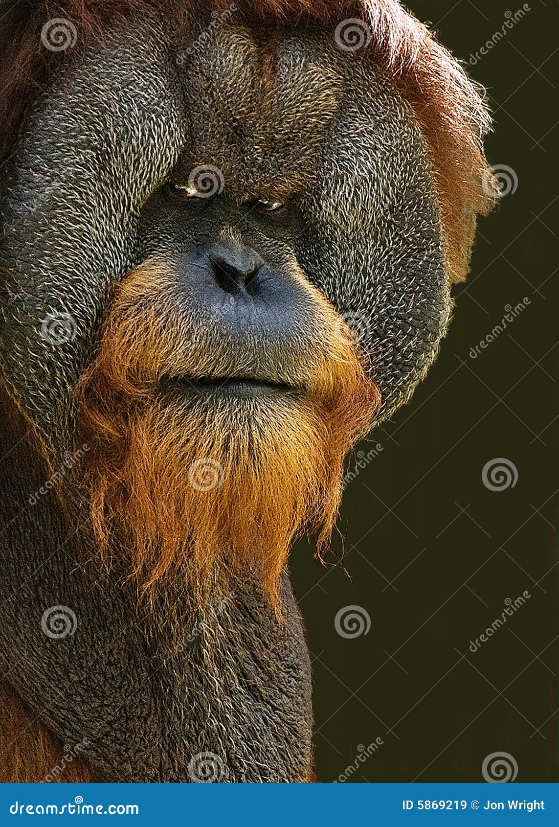 Orangutan with Attitude stock image. Image of look, animals - 5869219