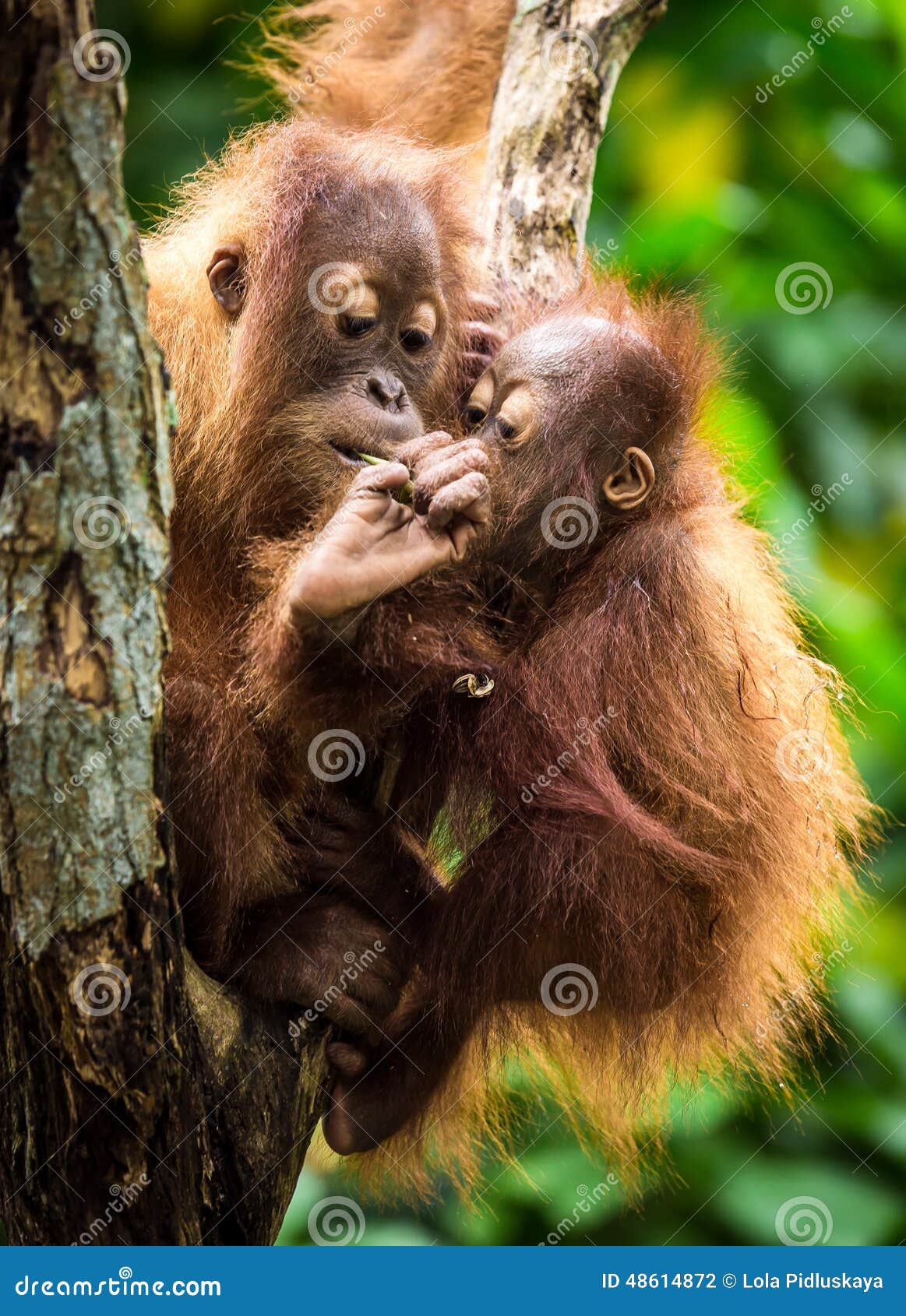 Orangutan with baby stock photo. Image of reddish, orangutan - 48614872