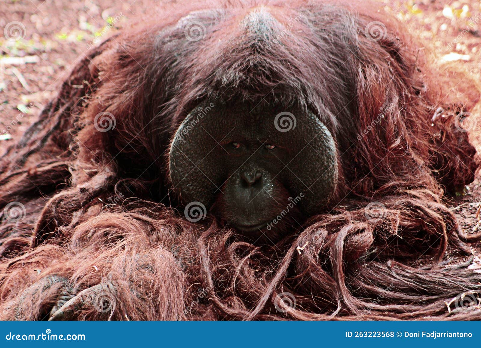 Orangutan the big monkey stock photo. Image of monke - 263223568