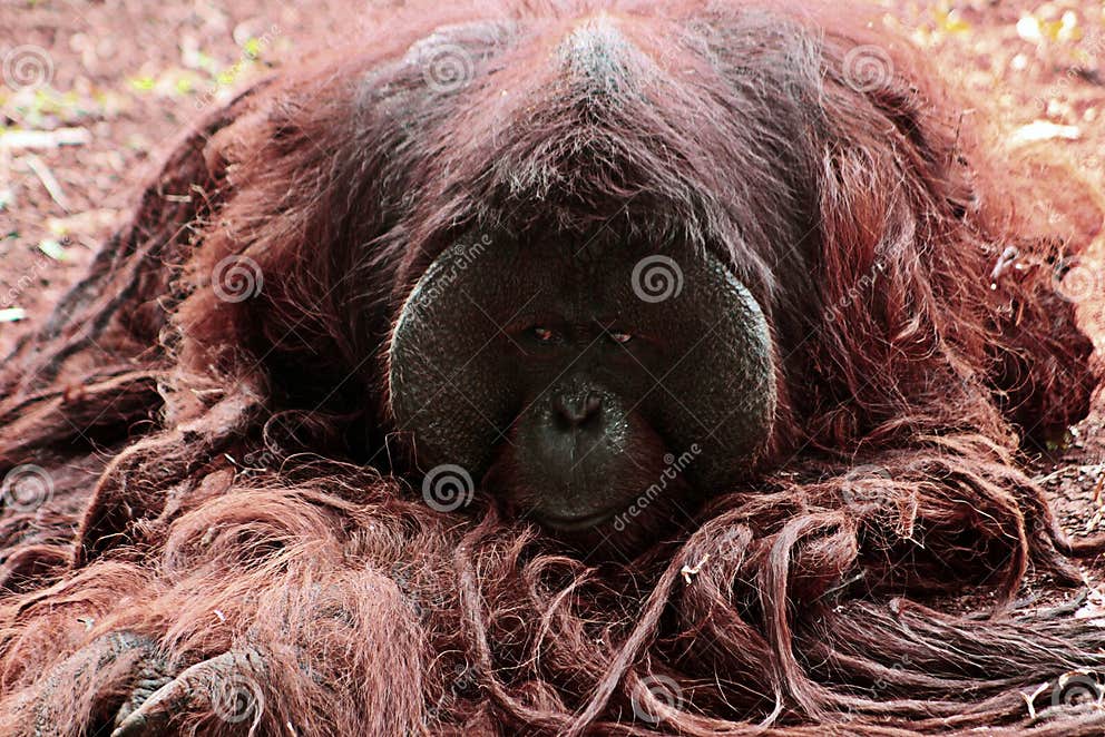 Orangutan the big monkey stock photo. Image of monke - 263223568