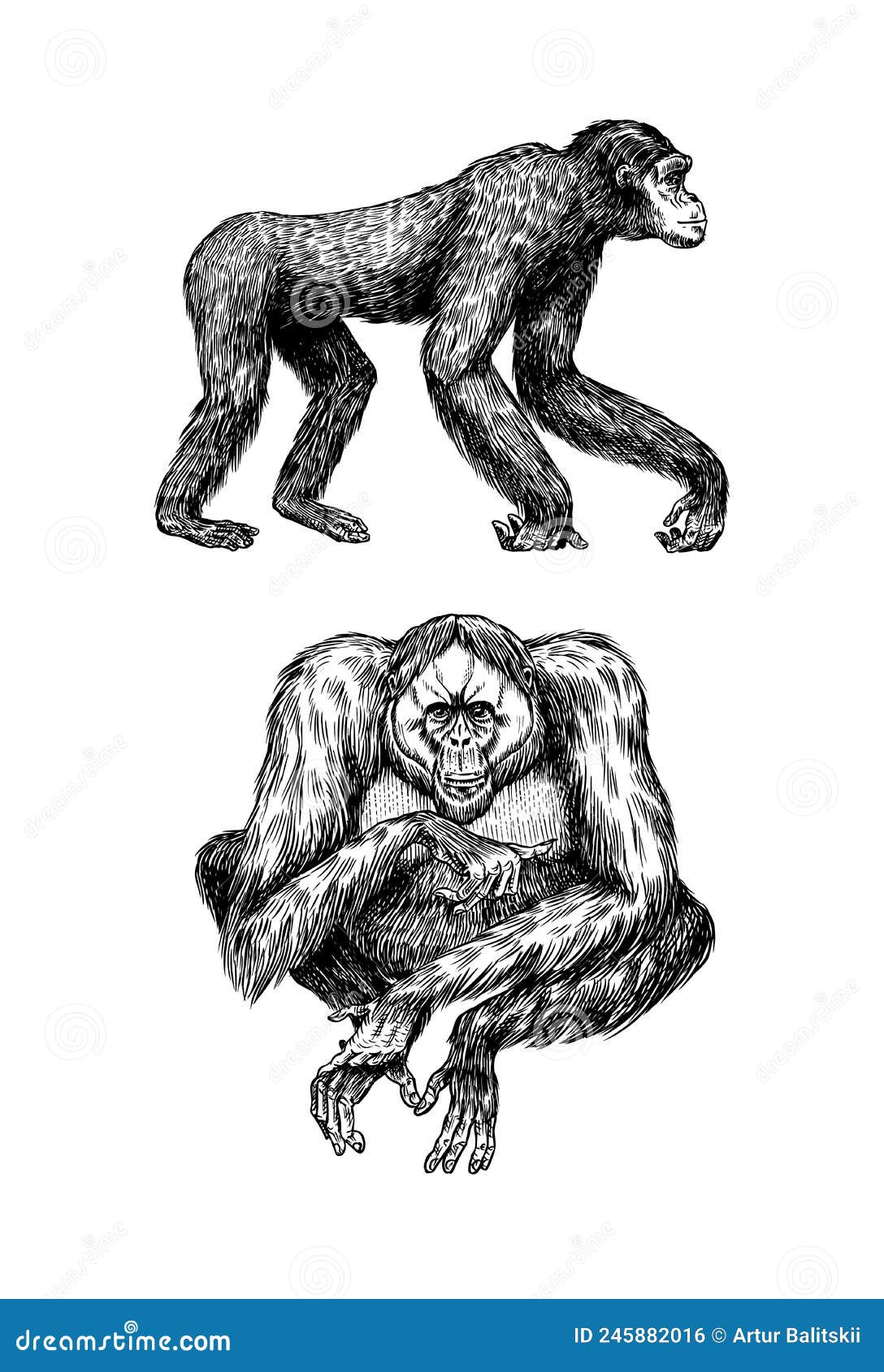Orangutan and Bonobo or Chimpanzee in Vintage Style. Hand Drawn ... Orangutan and Bonobo or Chimpanzee in Vintage Style. Hand Drawn ...