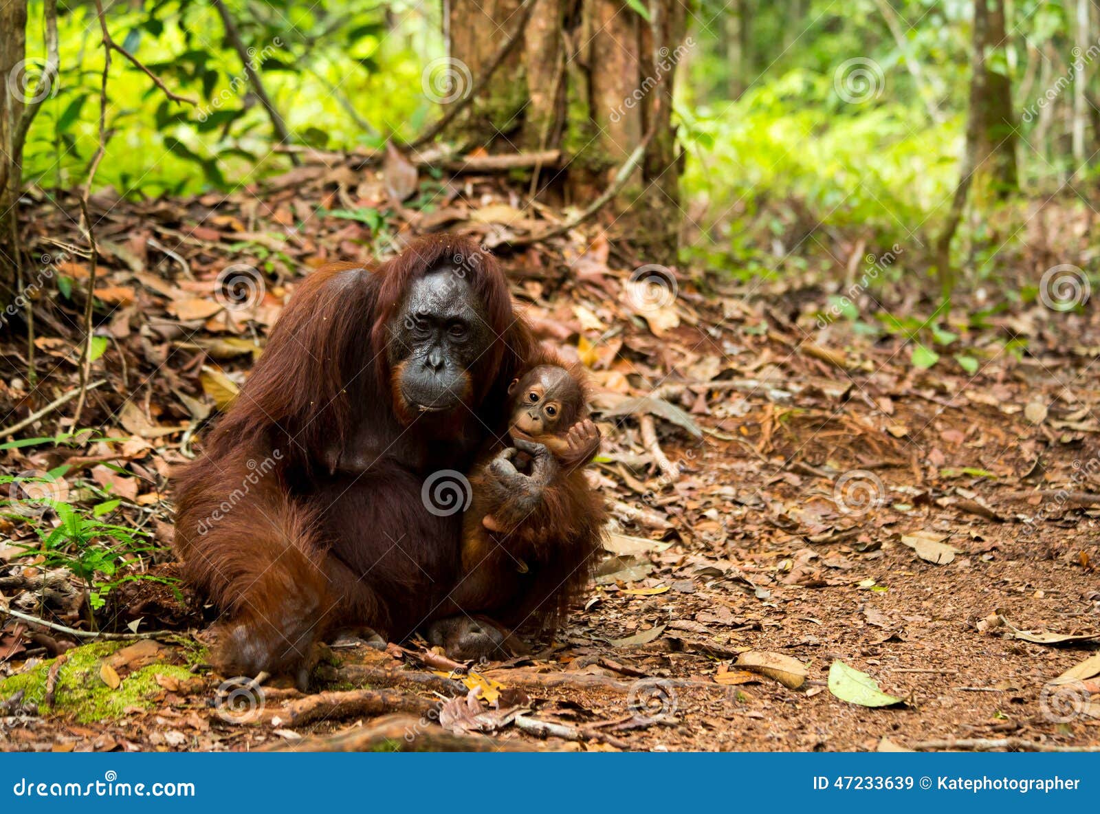 Orangutan in Borneo Indonesia. Stock Image - Image of borneo, friendly ...